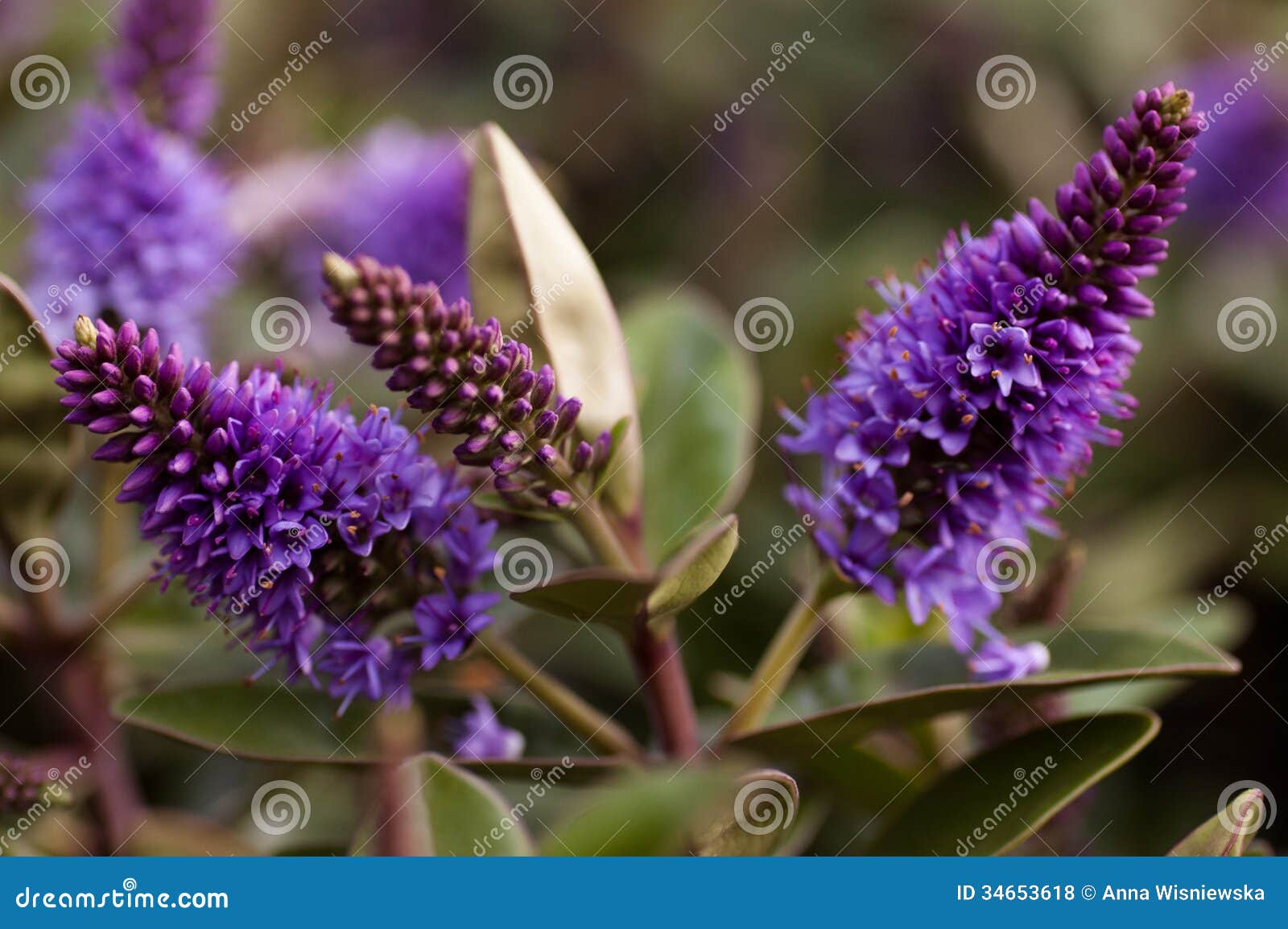 Purple Hebe Flowers Stock Image | CartoonDealer.com #162182221