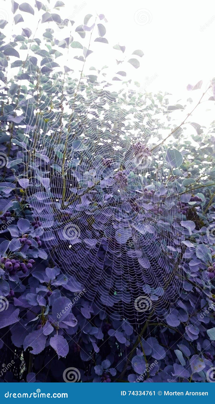 Purple Hedge Spider Stock Photos - Free & Royalty-Free Stock Photos ...