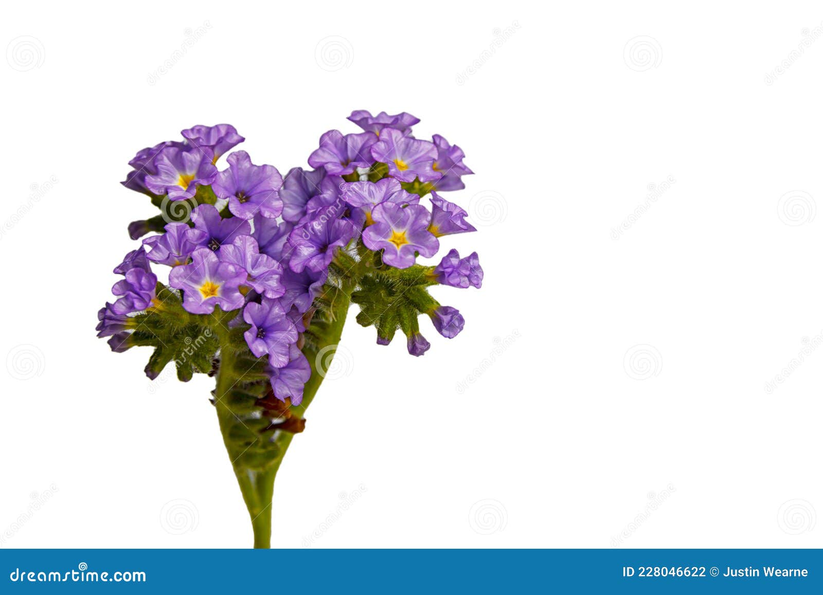 Purple heliotrope stock photo. Image of foliage, beauty - 228046622