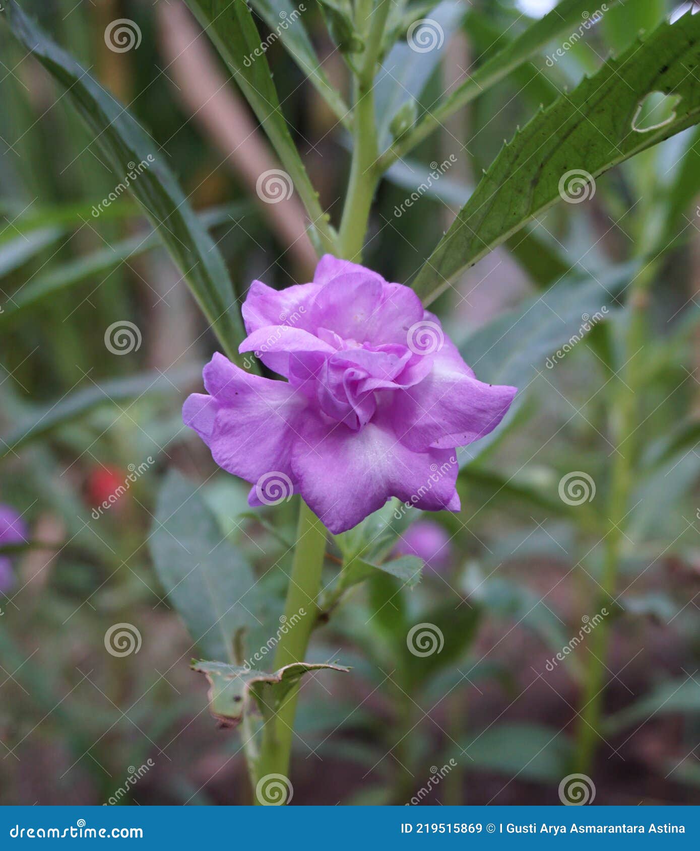 Flowers Of The Henna Tree Lawsonia Inermis. Also Known As Hina Or Henna ...