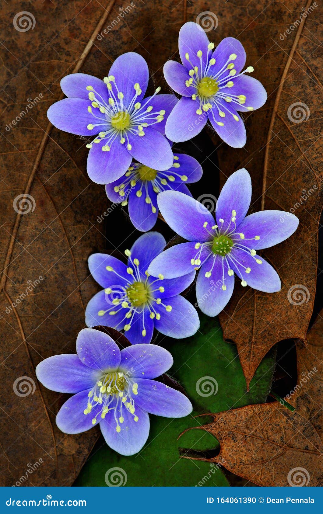 Purple Hepatica and Fallen Leaves Stock Photo - Image of leaf, violet ...