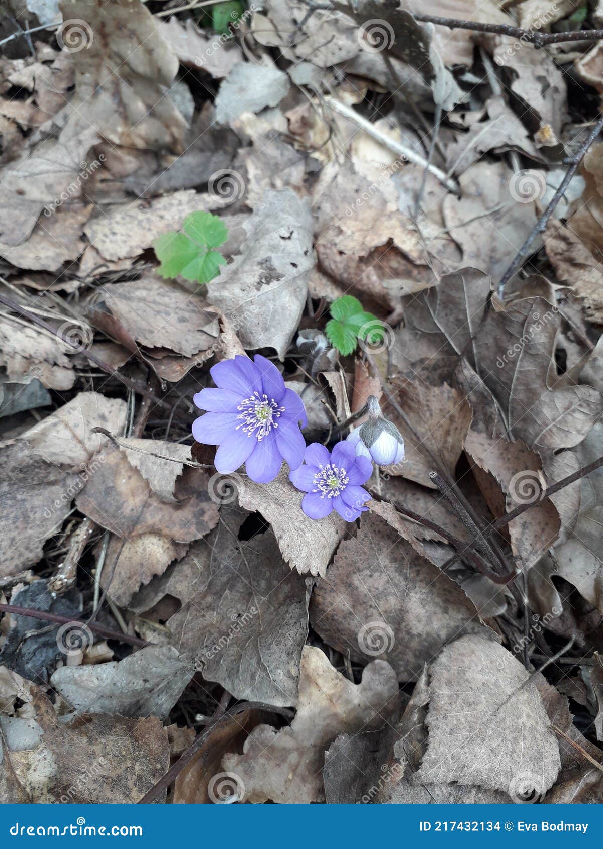 Purple Hepatica Flower in the Forest in the Leaves Spring Day Stock ...