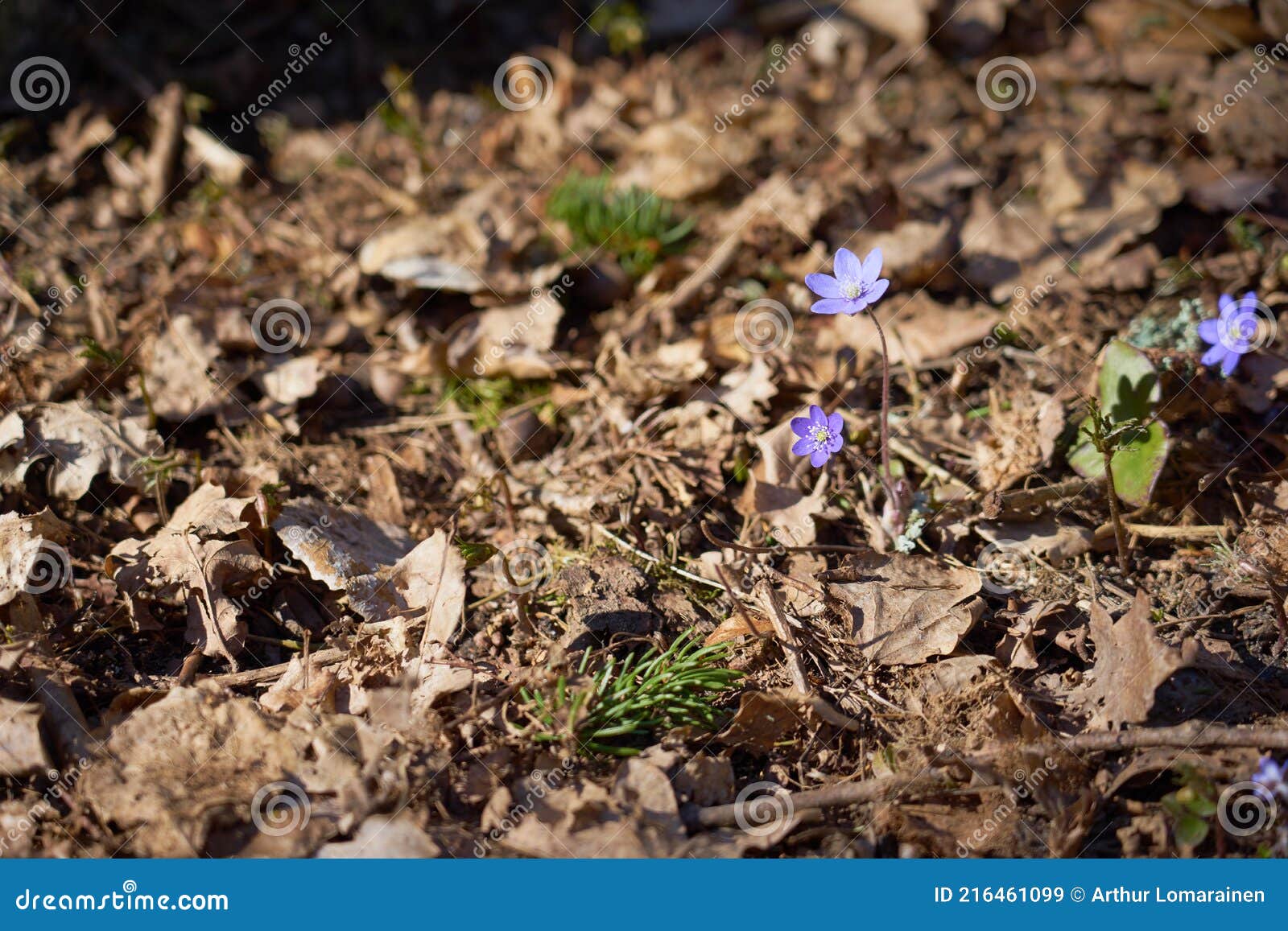 Purple Hepatica Flowers in the Spring Forest Stock Image - Image of ...