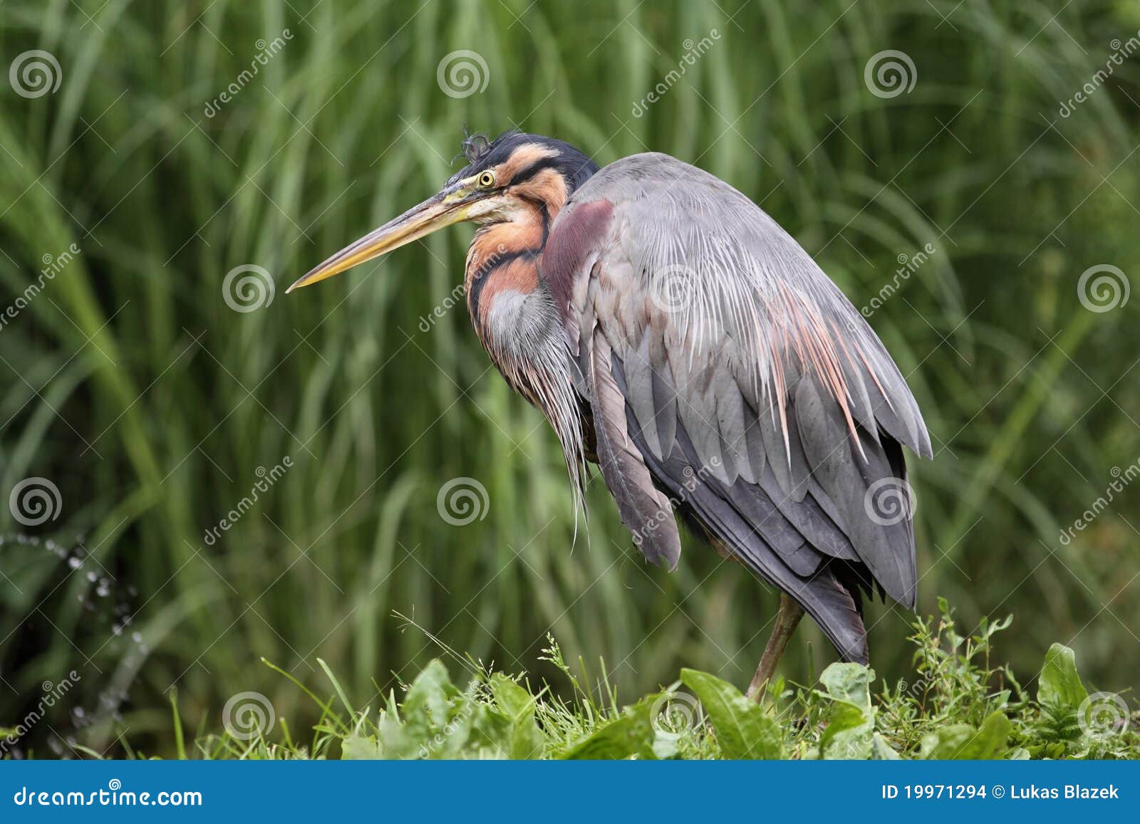 Purple heron stock photo. Image of wildlife, glossy, bird - 19971294