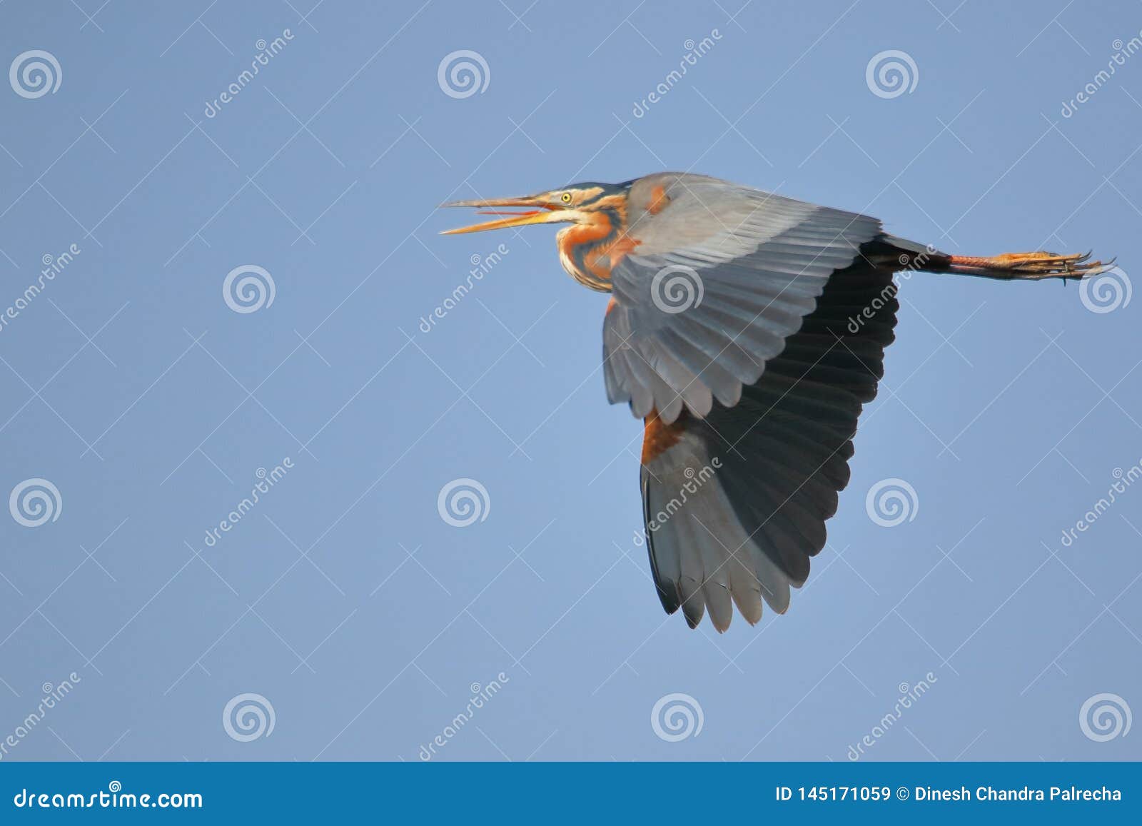 Purple heron bird flying stock image. Image of tongue - 145171059