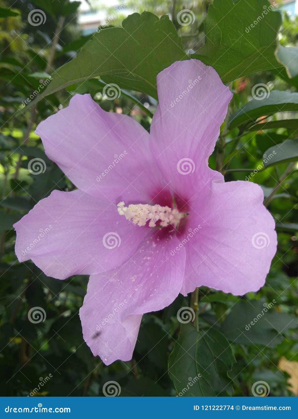 Purple Hibiscus stock photo. Image of pretty, flower - 121222774