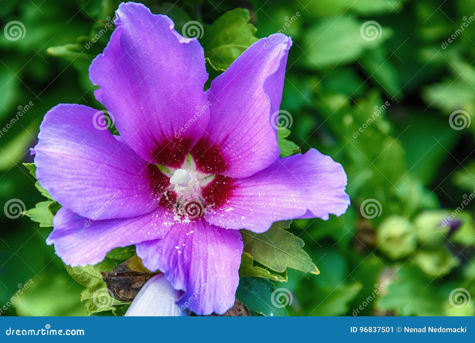 Purple hibiscus flower stock image. Image of colored - 96837501