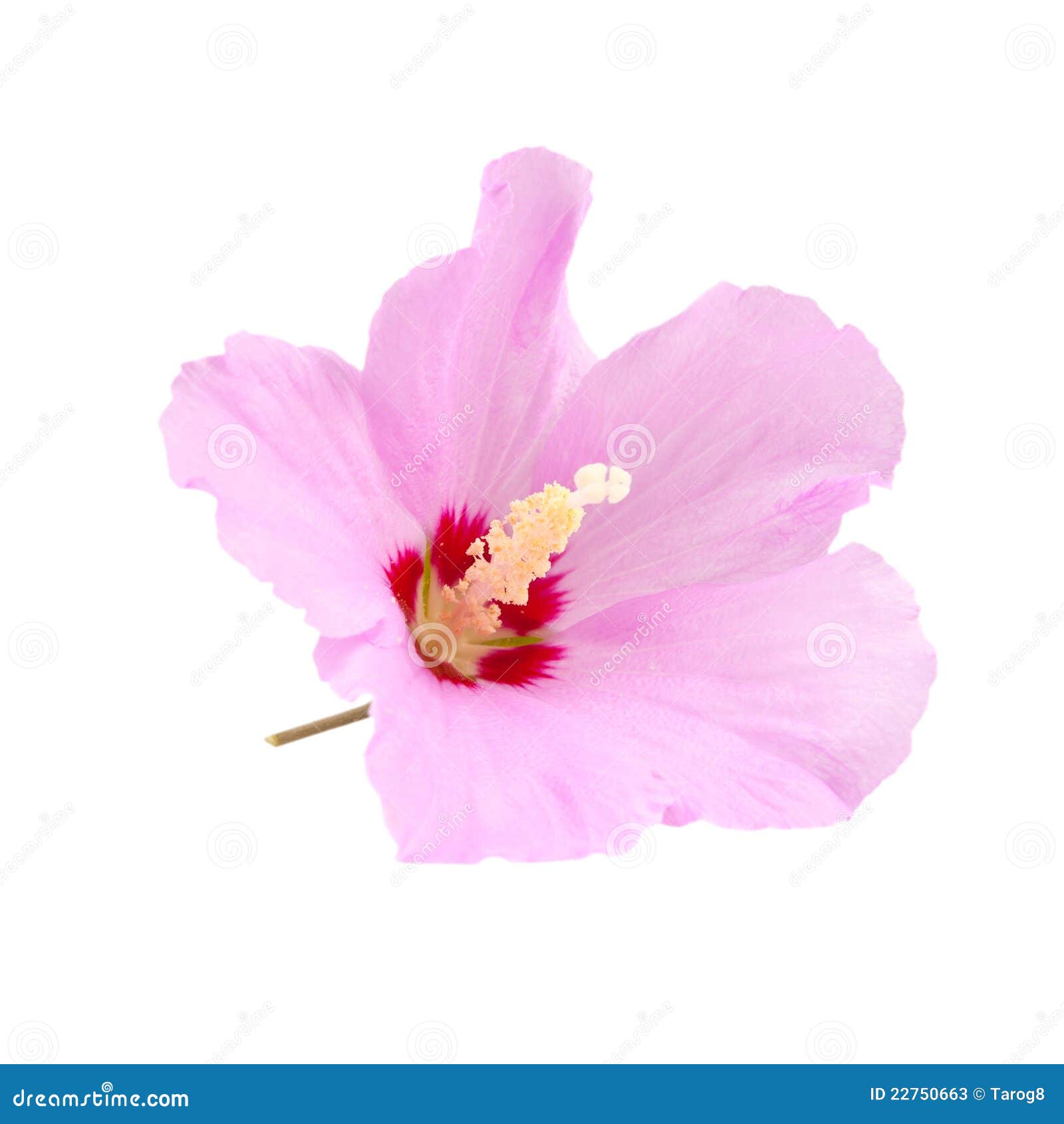 Purple Hibiscus Flower Isolated on White Stock Image - Image of beauty ...