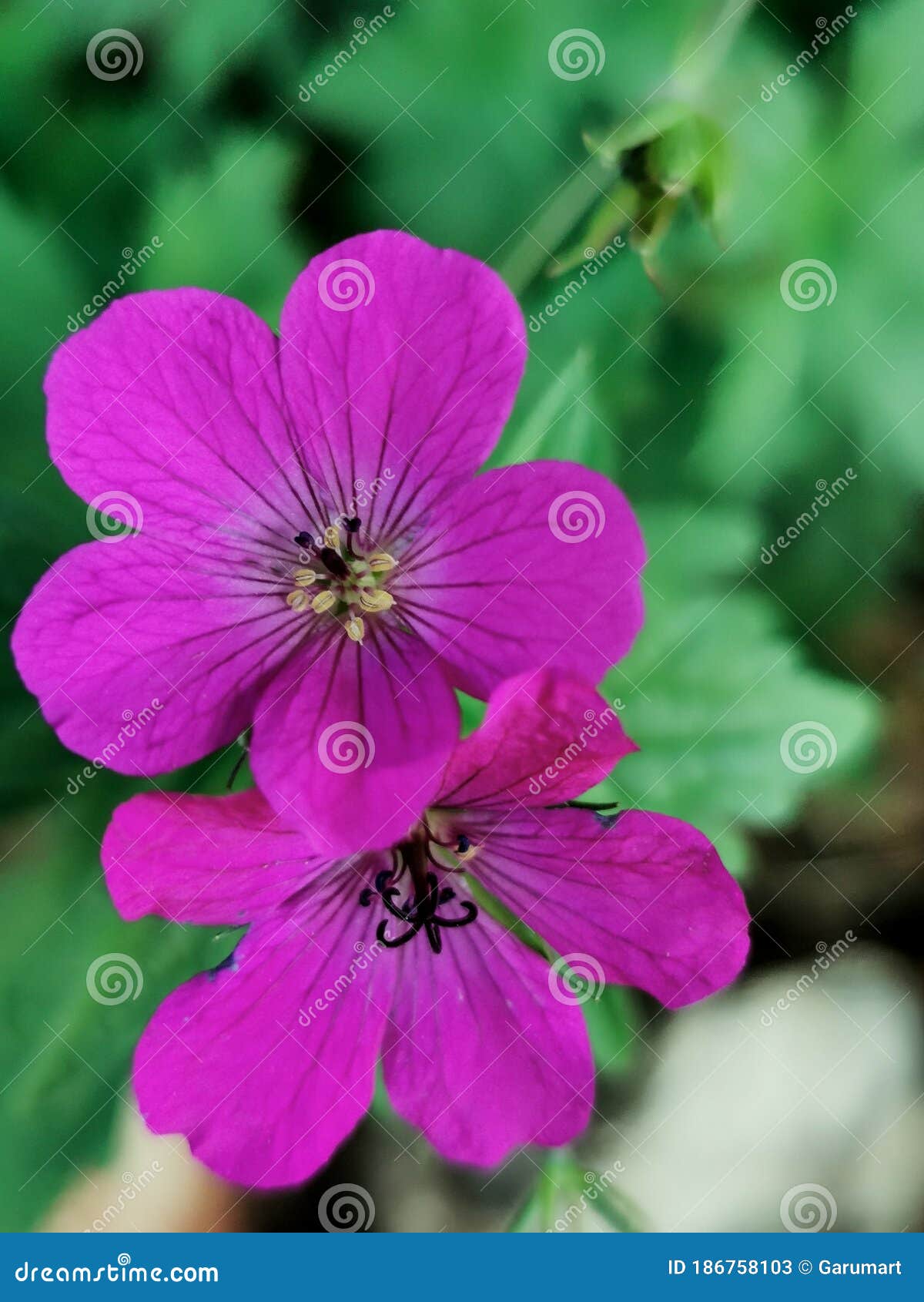 Purple Himalayan Geranium Flowers on Foreground Stock Image - Image of ...
