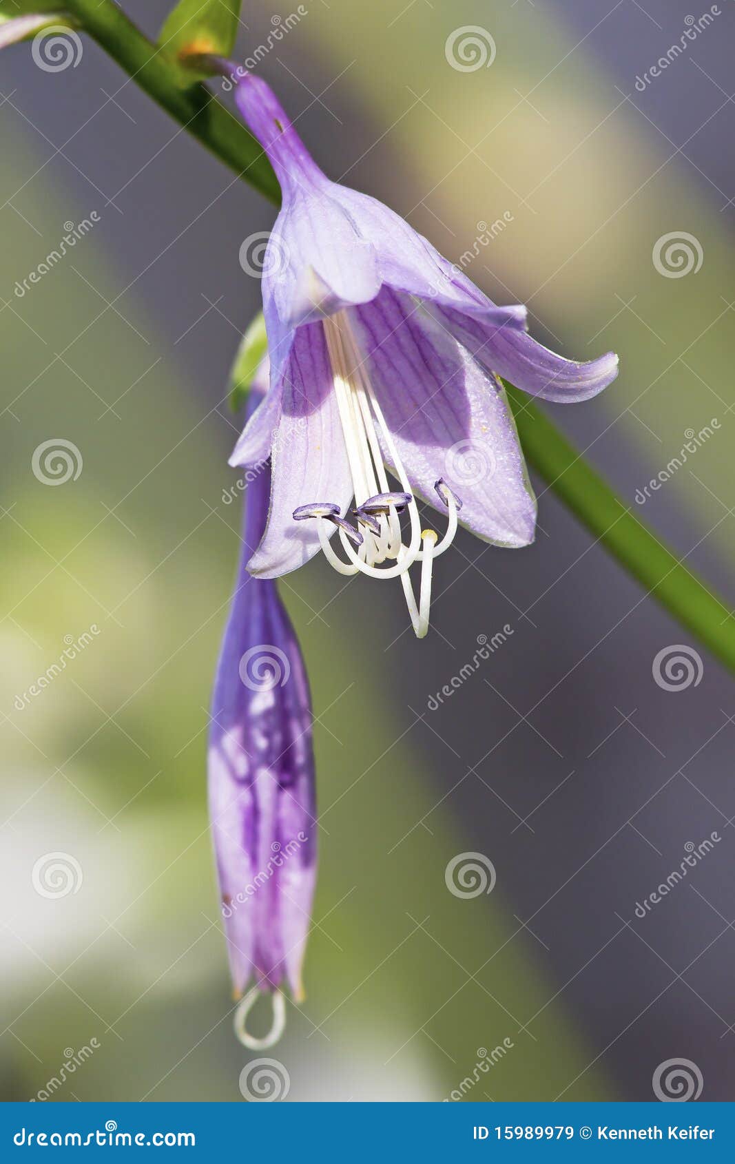Purple Hosta Flower stock image. Image of shady, garden - 15989979