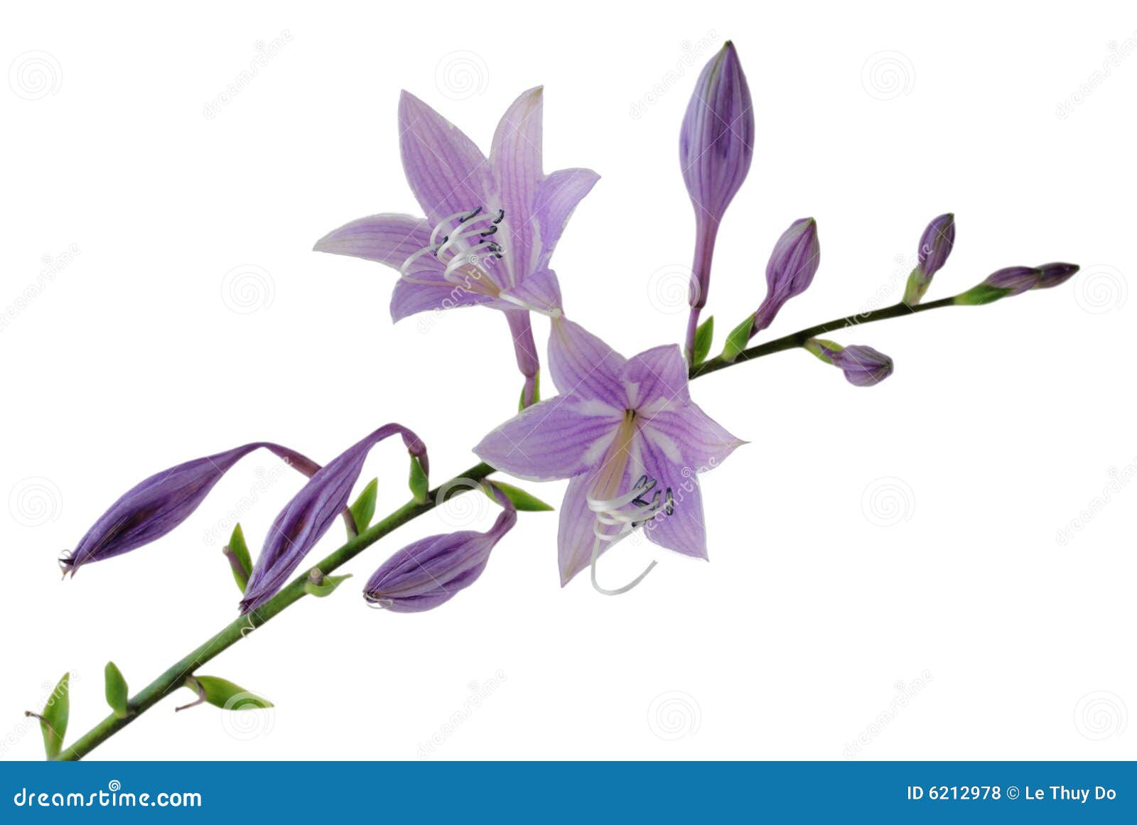 Purple hosta flowers stock photo. Image of summer, branch - 6212978