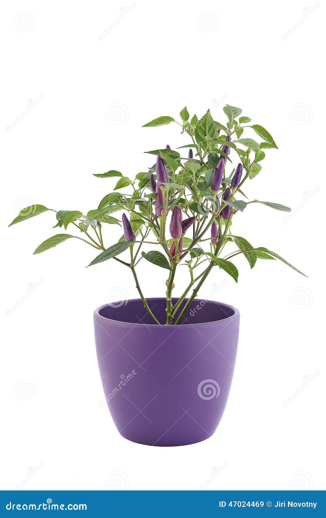Purple Hot Chili Pepper - Isolated Stock Image - Image of flowerpot ...