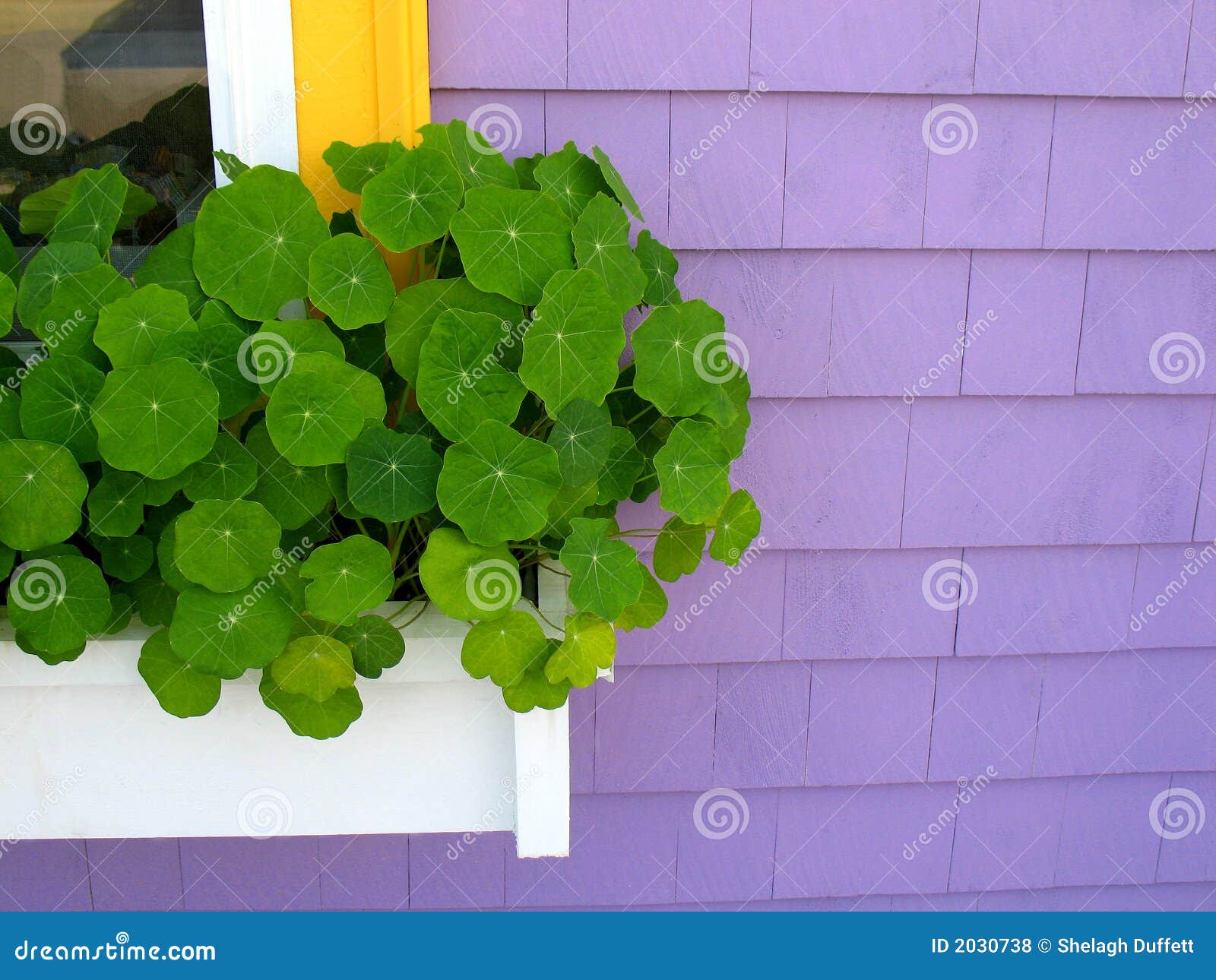 Purple House with Window Box Stock Photo - Image of shingles, green ...