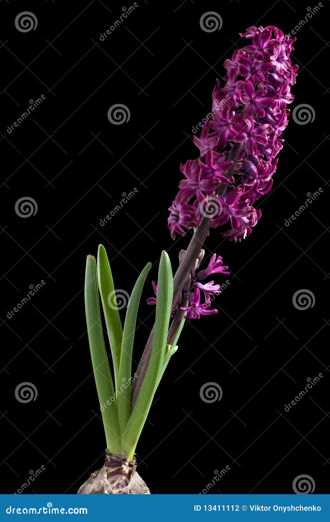 Purple hyacinth stock photo. Image of flowering, decorative - 13411112
