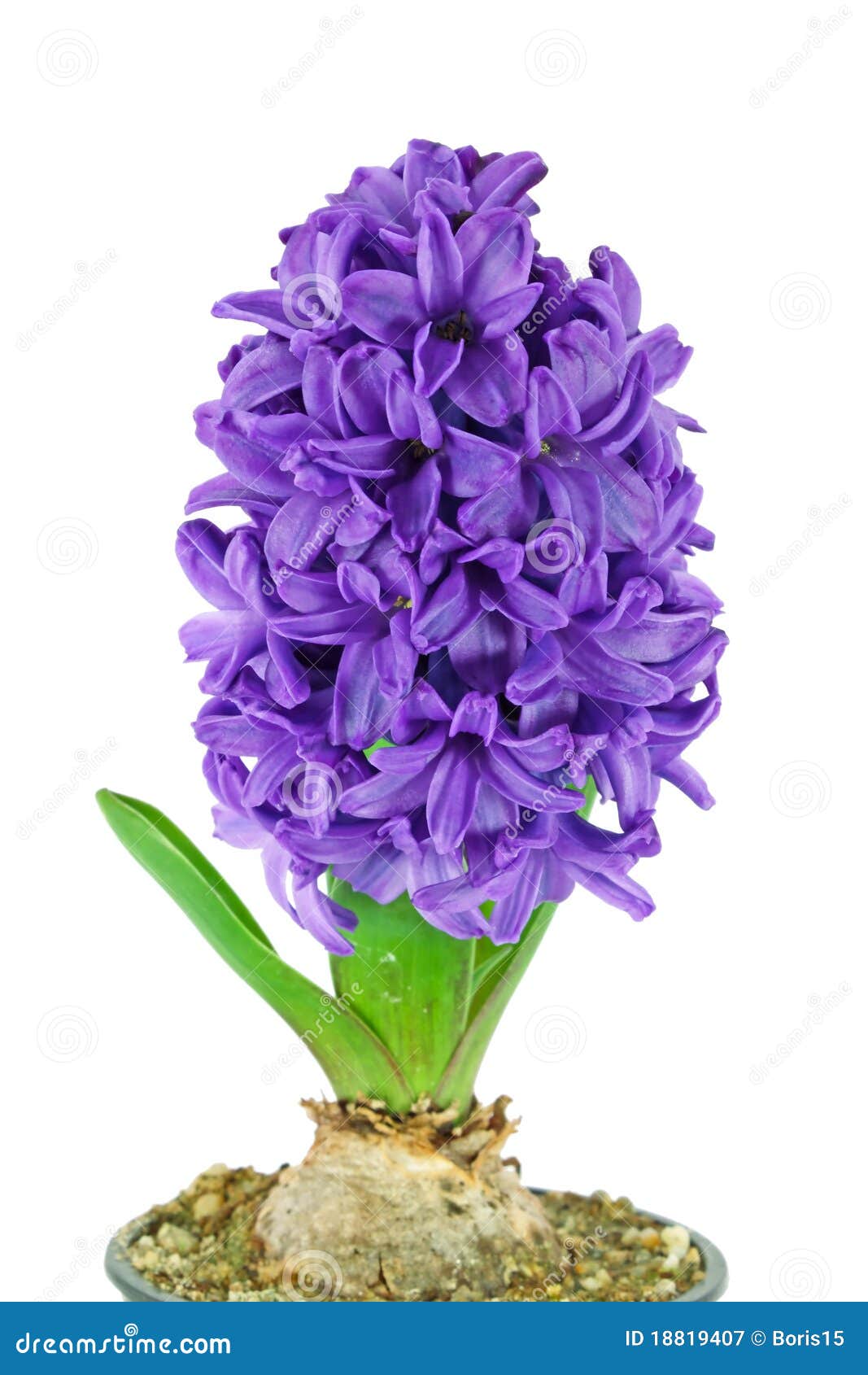 Purple hyacinth stock image. Image of isolated, seasonal - 18819407
