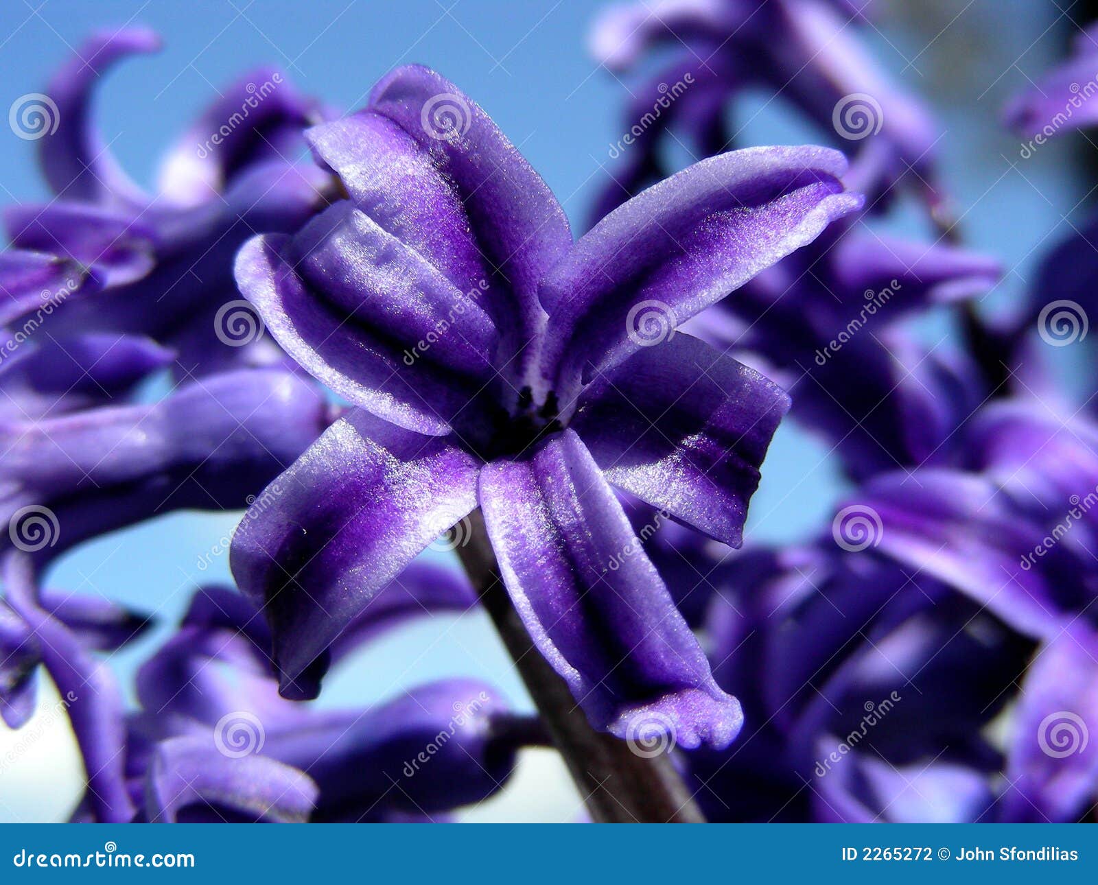 Purple Hyacinth stock photo. Image of gladiolus, larkspur - 2265272