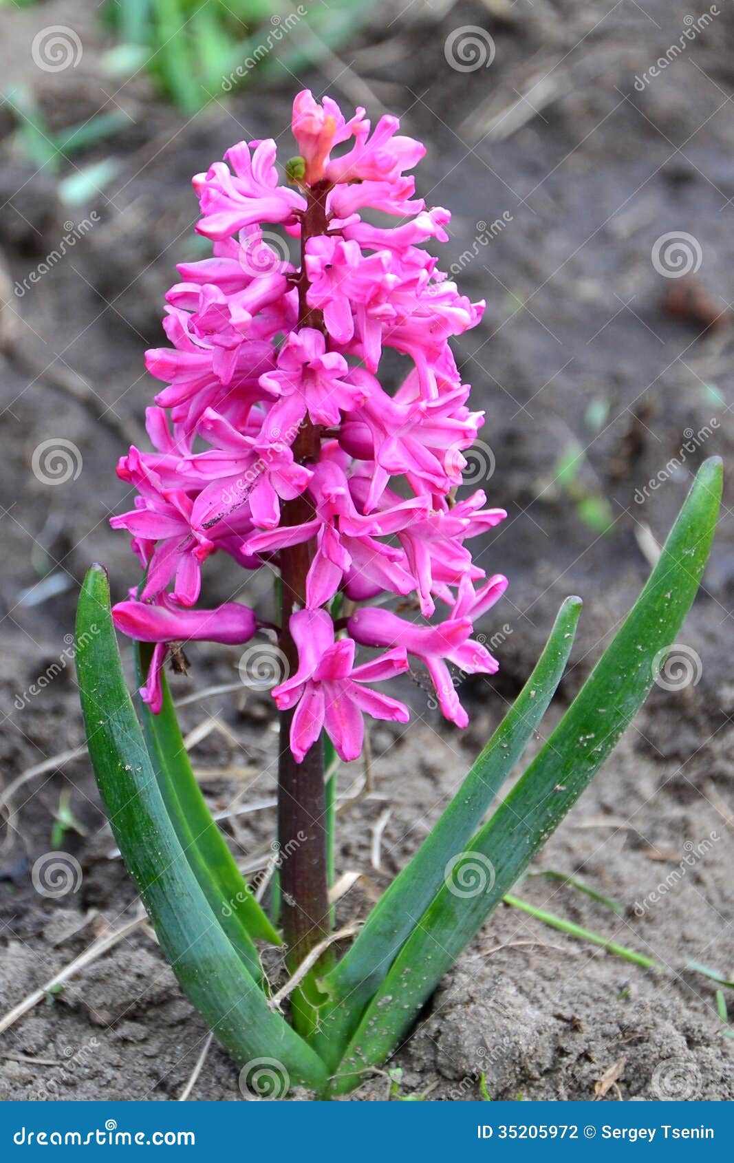 Purple hyacinth stock photo. Image of blooming, beautiful - 35205972
