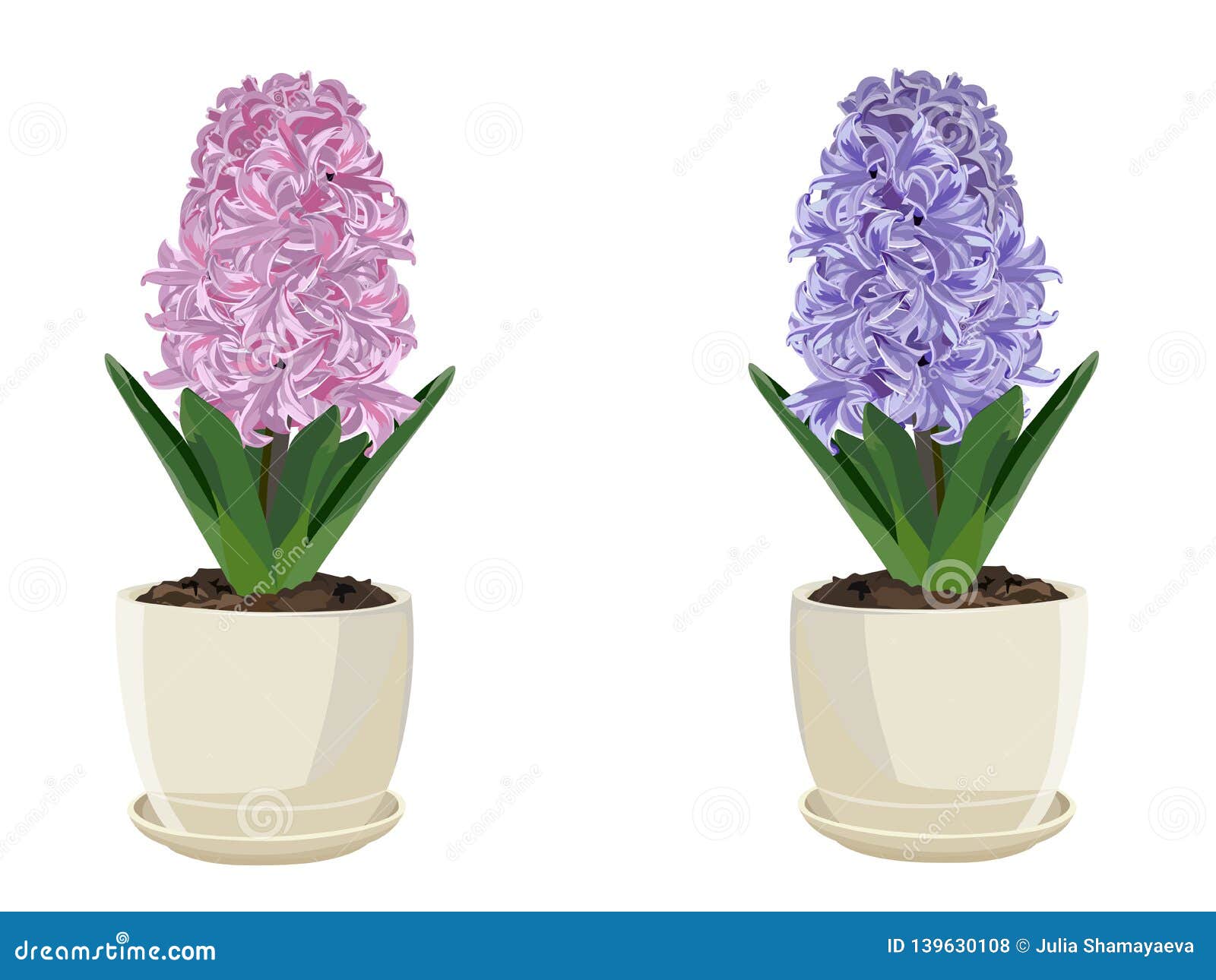 Hyacinth Vector Sketch. First Flowers One Continuous Line Drawing Color ...