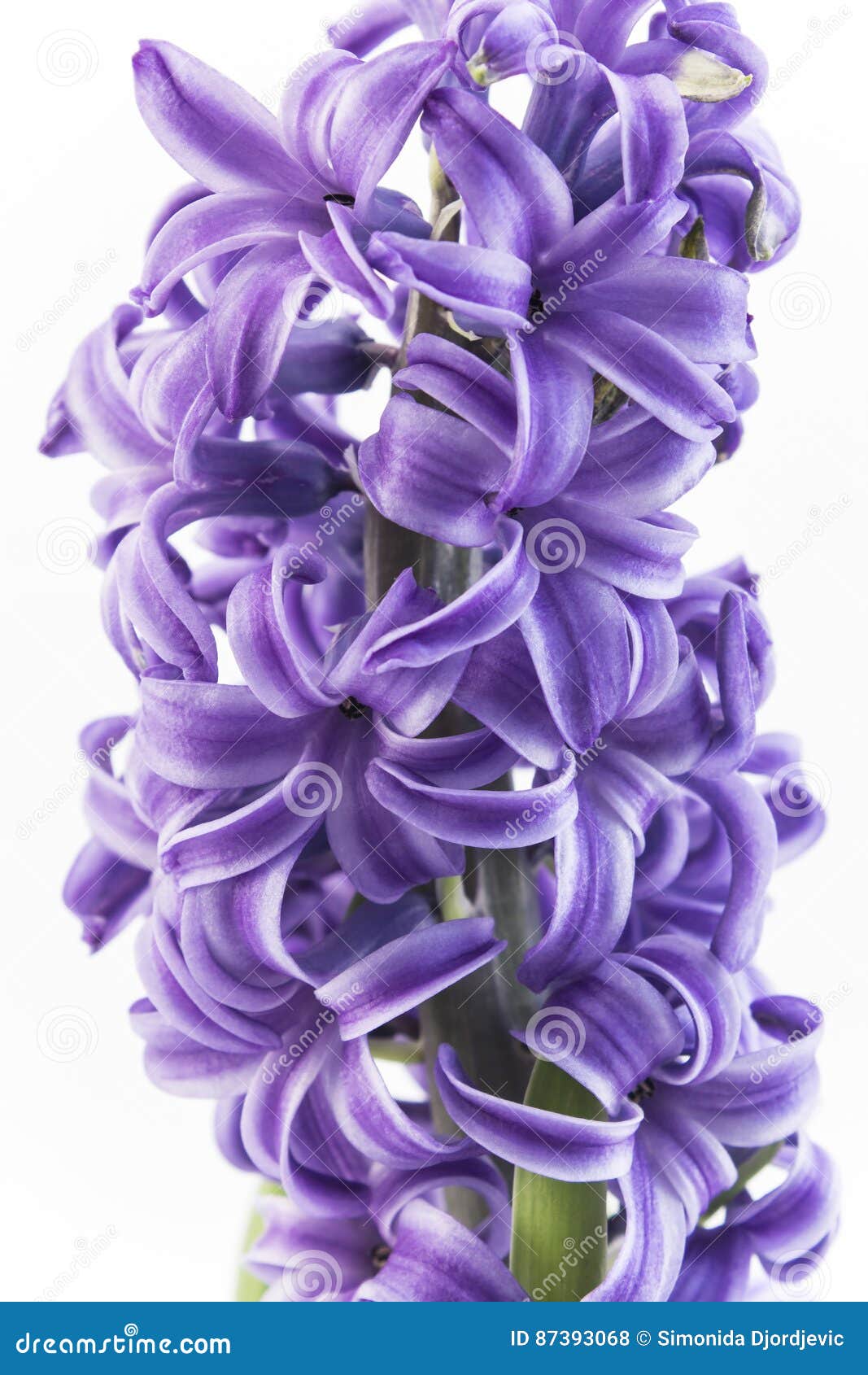 Purple Hyacinth on White Background Stock Photo - Image of hyacinth ...