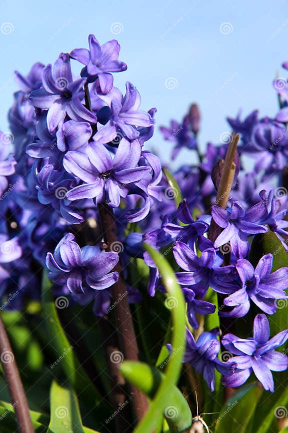 Purple Hyacinths stock image. Image of outdoor, dutch - 16557333