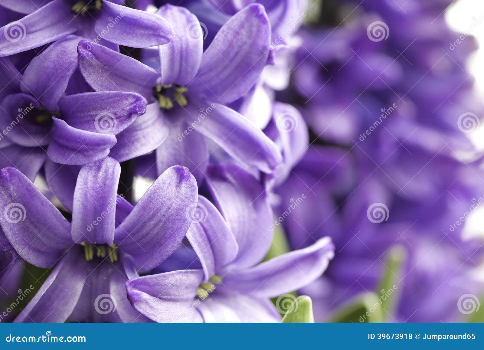 Purple hyacinths macro stock photo. Image of petal, hyacinth - 39673918