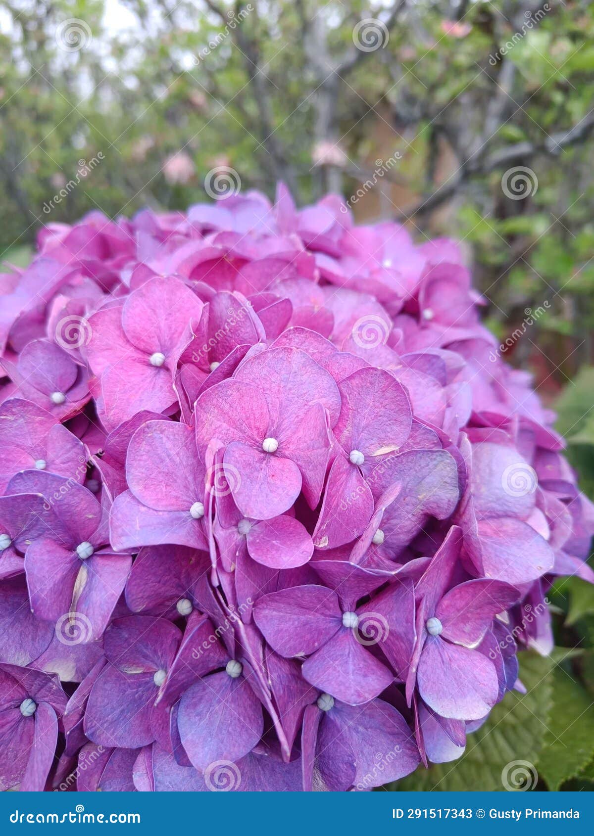 A Purple Hydragea Flower in the Plantation Area Stock Image - Image of ...