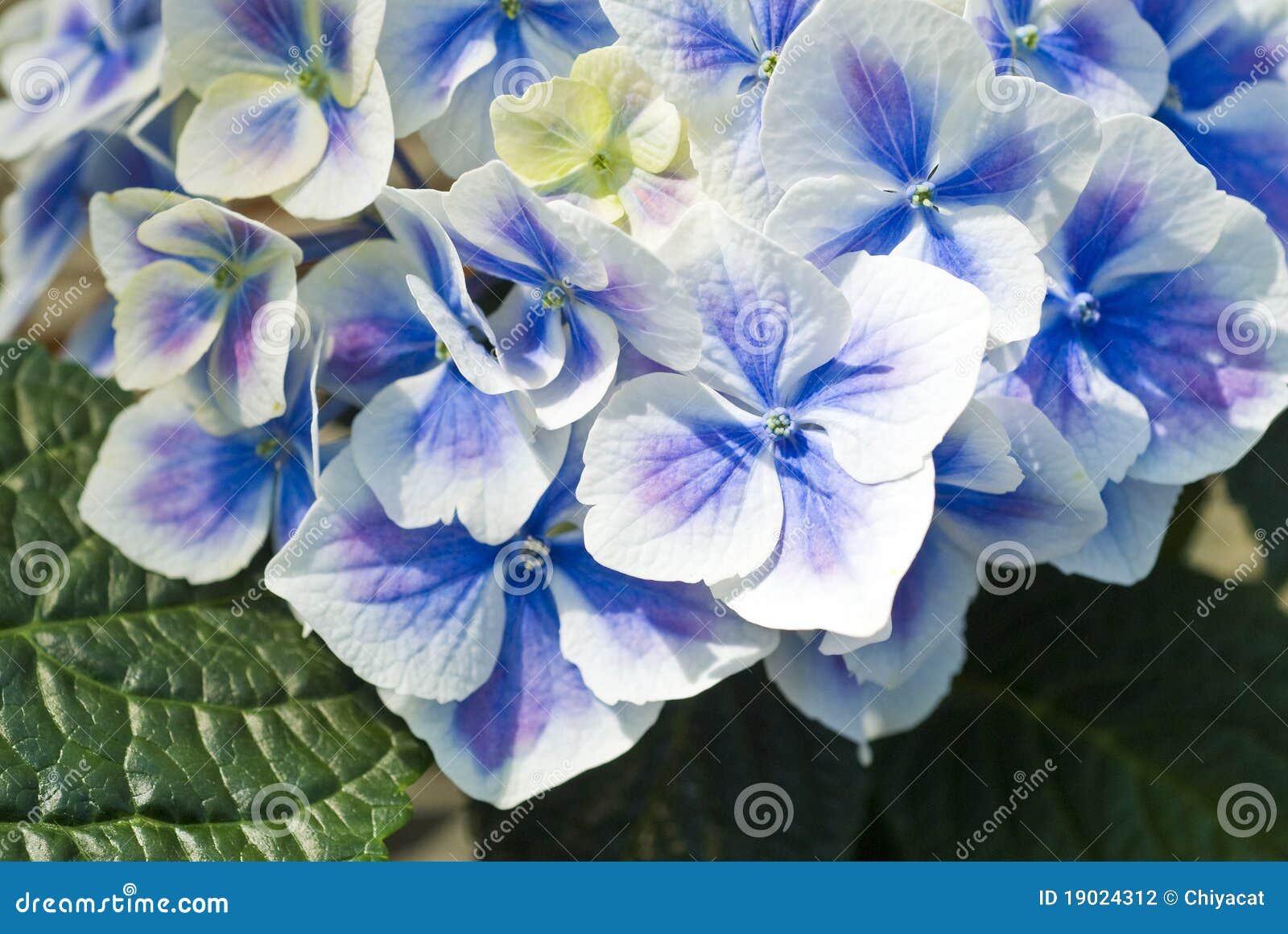 Purple Hydrangea stock photo. Image of yellow, nursery - 19024312