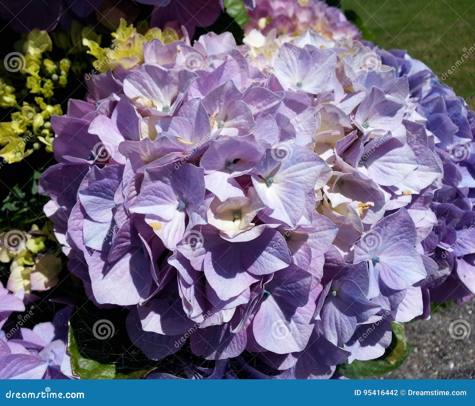Purple Hydrangea Close Up stock photo. Image of botany - 95416442