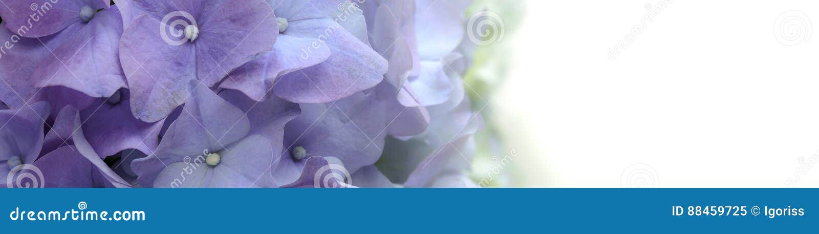 Purple Hydrangea Flower Banner on White Background. Stock Image - Image ...