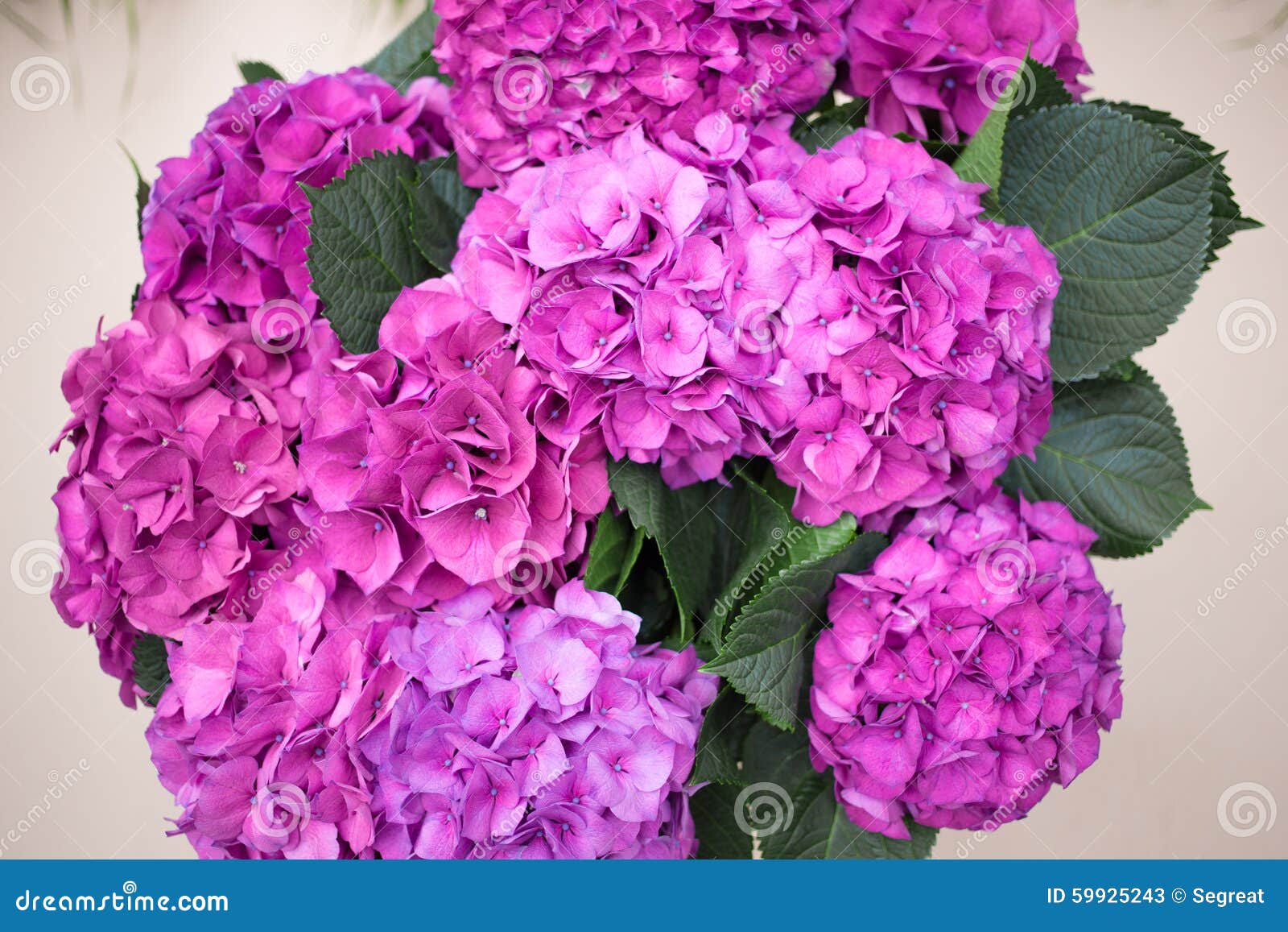 Purple Hydrangea flower stock image. Image of hydrangea - 59925243