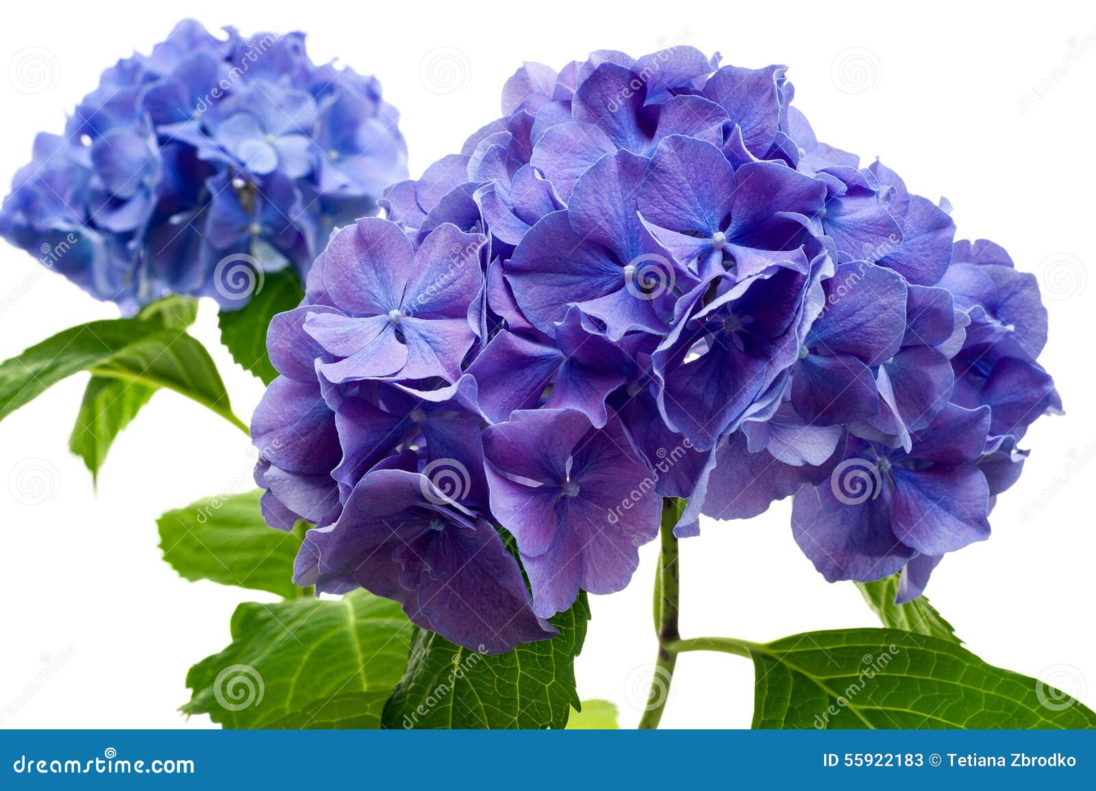 Purple hydrangea flower stock image. Image of fresh, blossom - 55922183