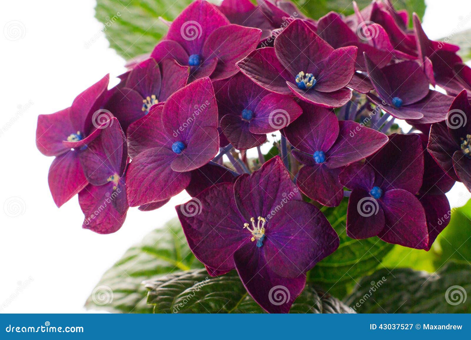 Purple Hydrangea Flower Isolated on White Stock Image - Image of potted ...