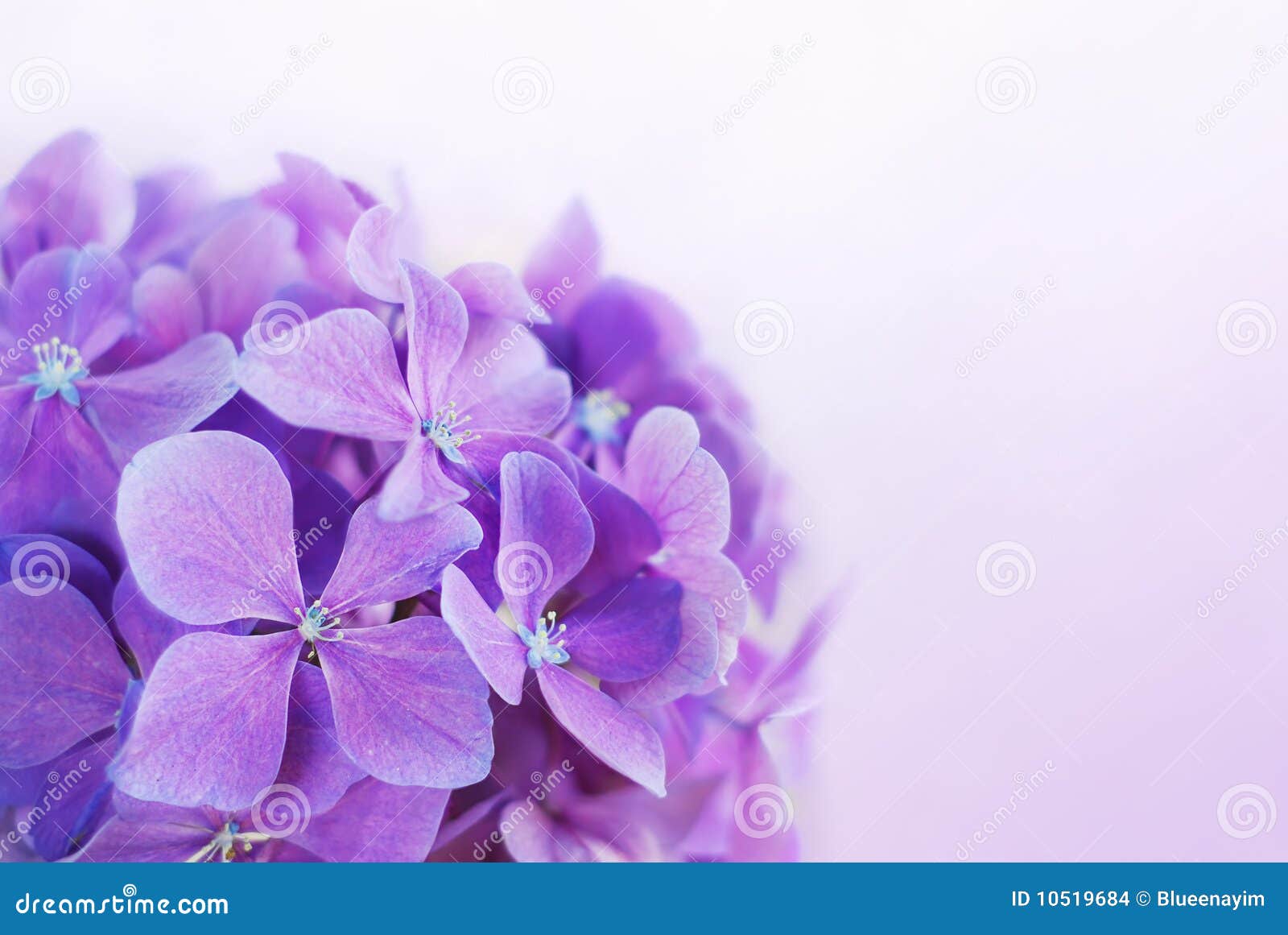 Purple Hydrangea Flowers stock photo. Image of blooming - 10519684