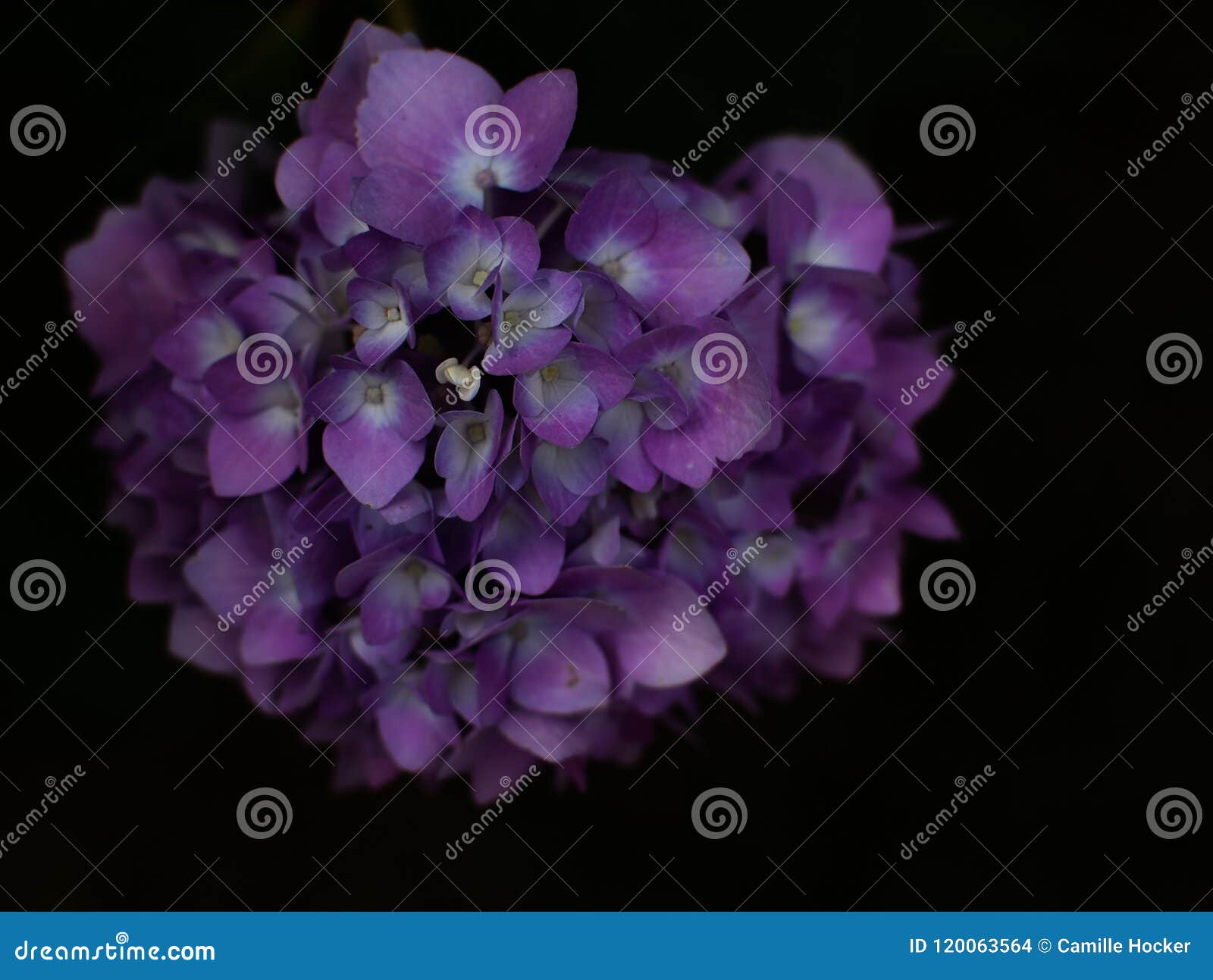 Purple Hydrangea Flowers stock photo. Image of head - 120063564