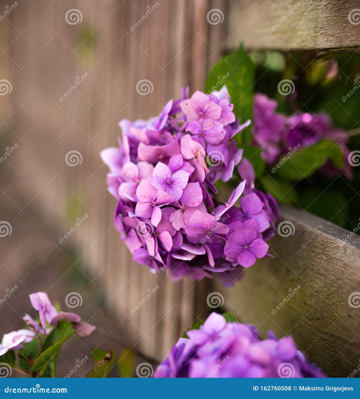 Purple Hydrangea in Front of the Wooden Fence Stock Photo - Image of ...