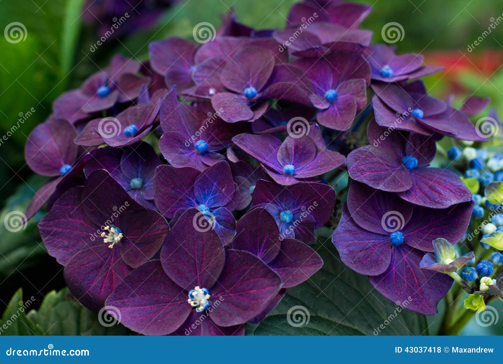 Purple hydrangea stock photo. Image of dark, outdoors - 43037418