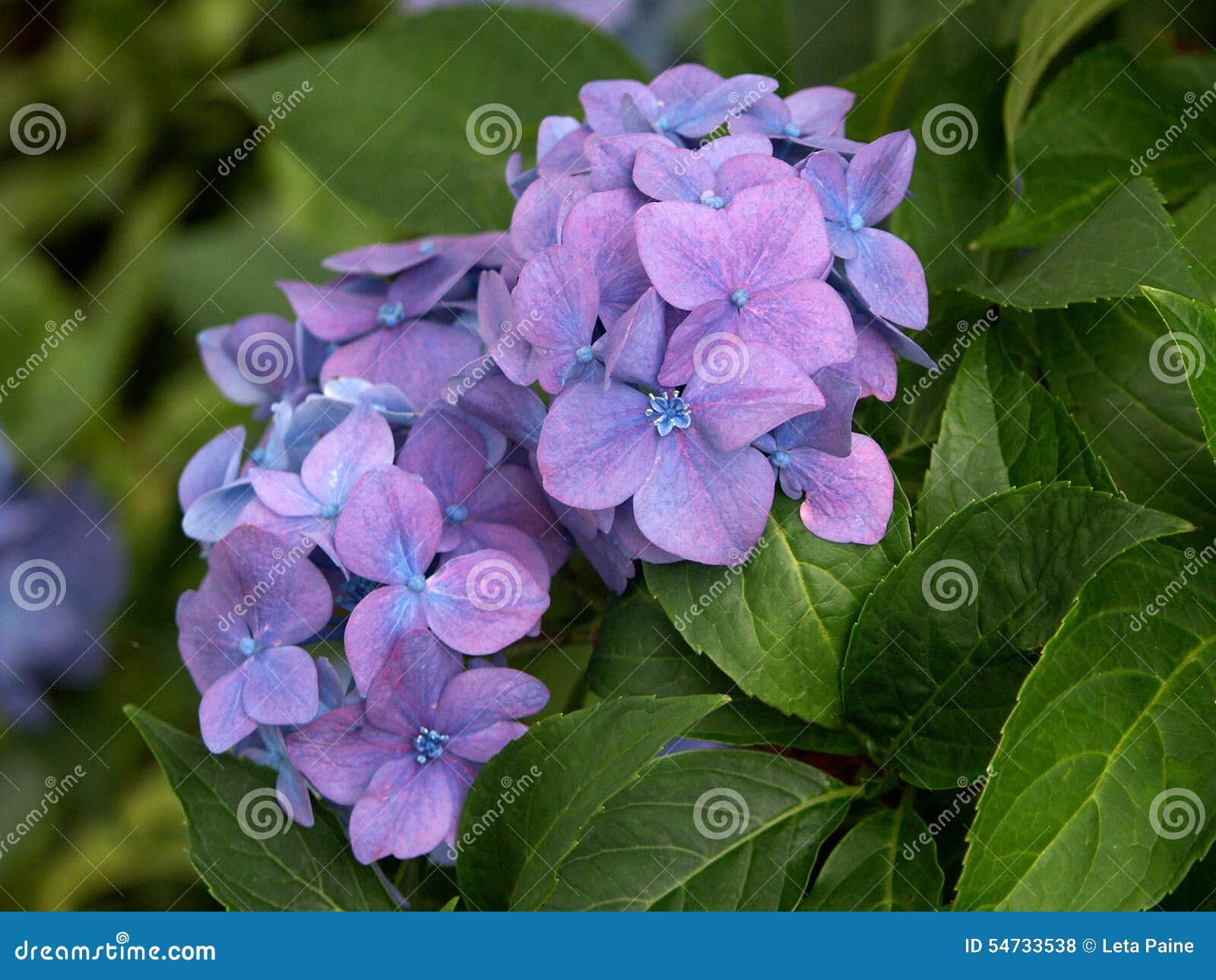 Purple hydrangea in leaves stock photo. Image of nestled - 54733538