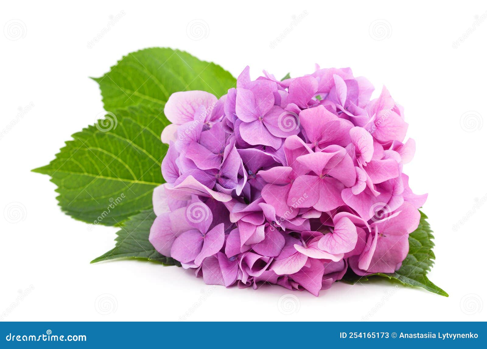 Purple Hydrangea with Leaves Stock Image - Image of bouquet, garden ...