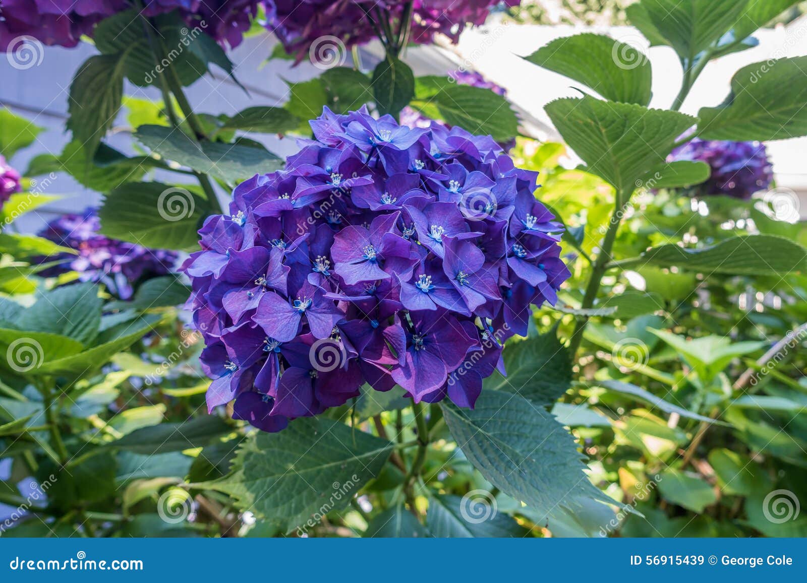 Purple Hydrangea Macro stock image. Image of vibrant - 56915439