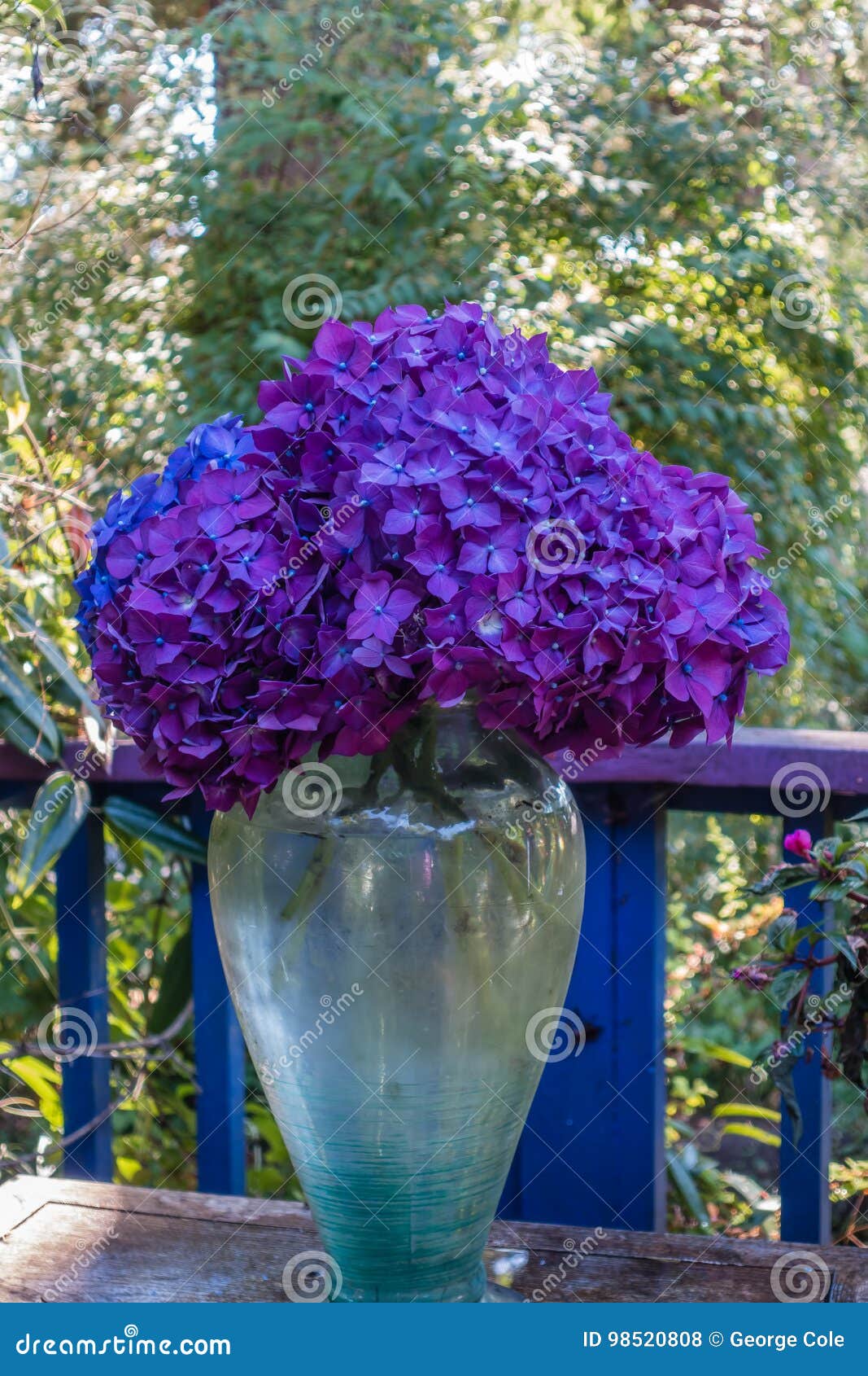 Purple Hydrangeas in Vase 4 Stock Photo - Image of life, saturated ...