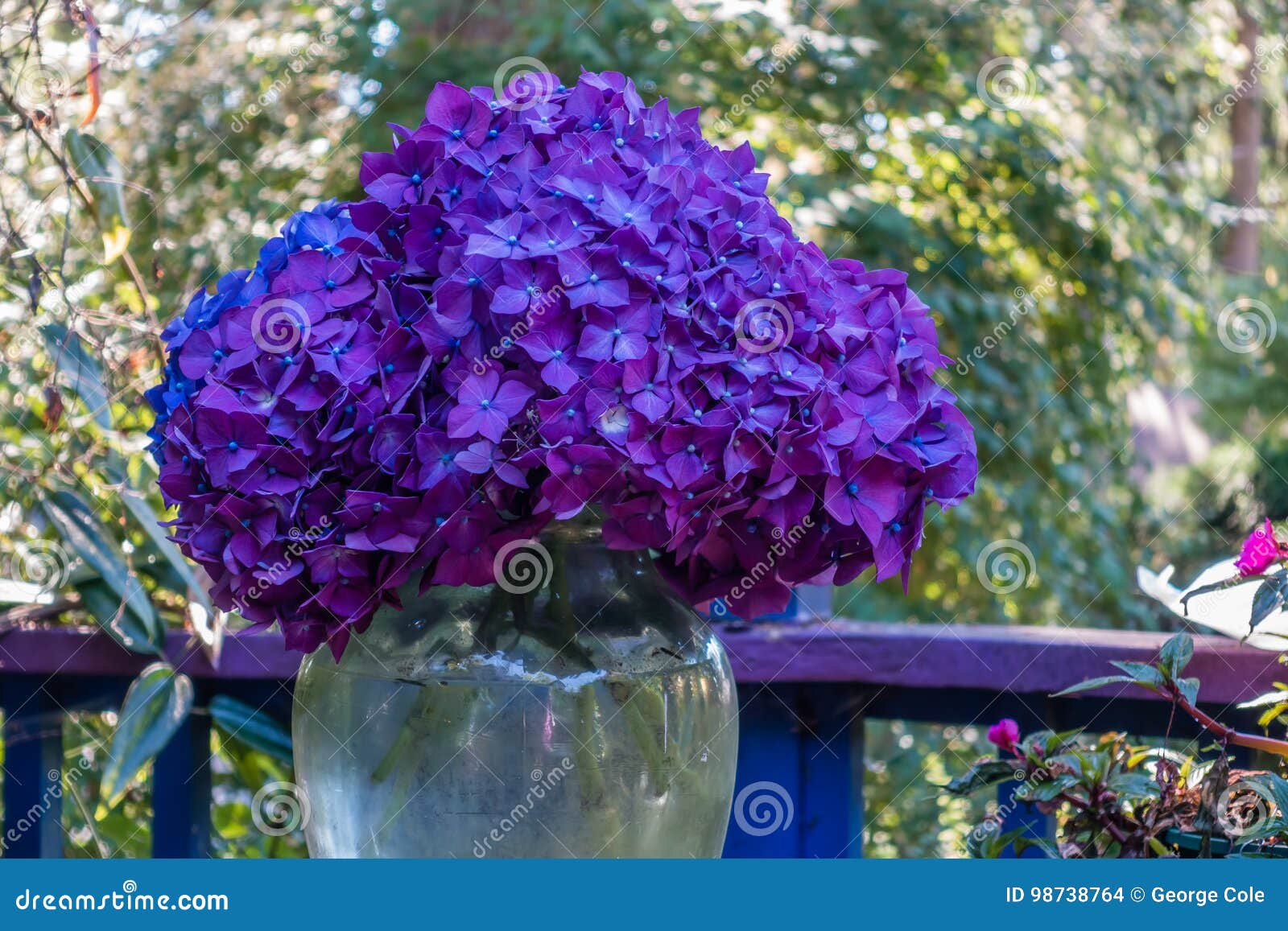 Purple Hydrangeas in Vase 3 Stock Photo - Image of porch, nature: 98738764