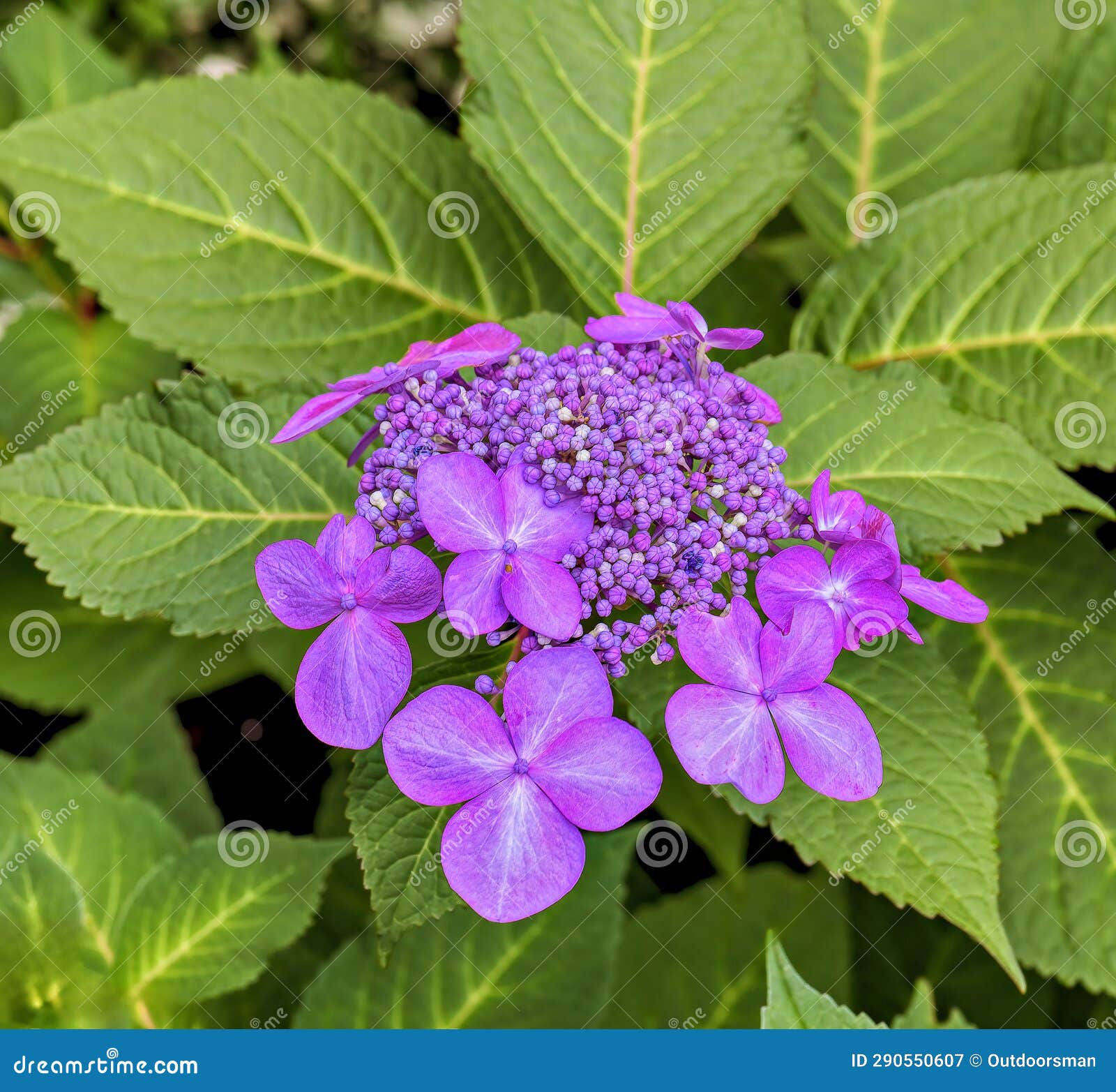 Purple Hydrangia Bllom with Buds Stock Image - Image of floral, phase ...
