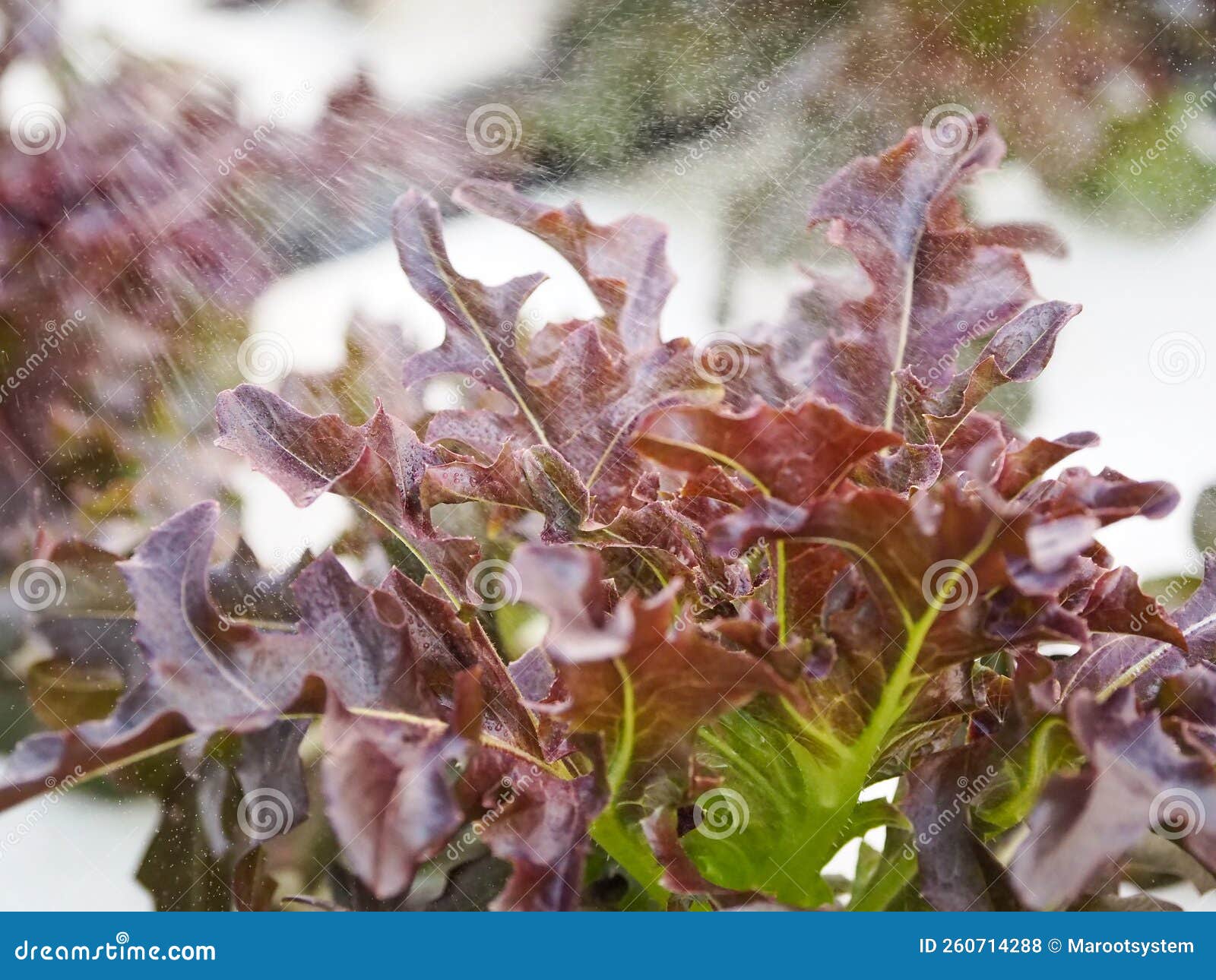 Purple Hydroponics Vegetables that are Sprayed with Water To Add ...