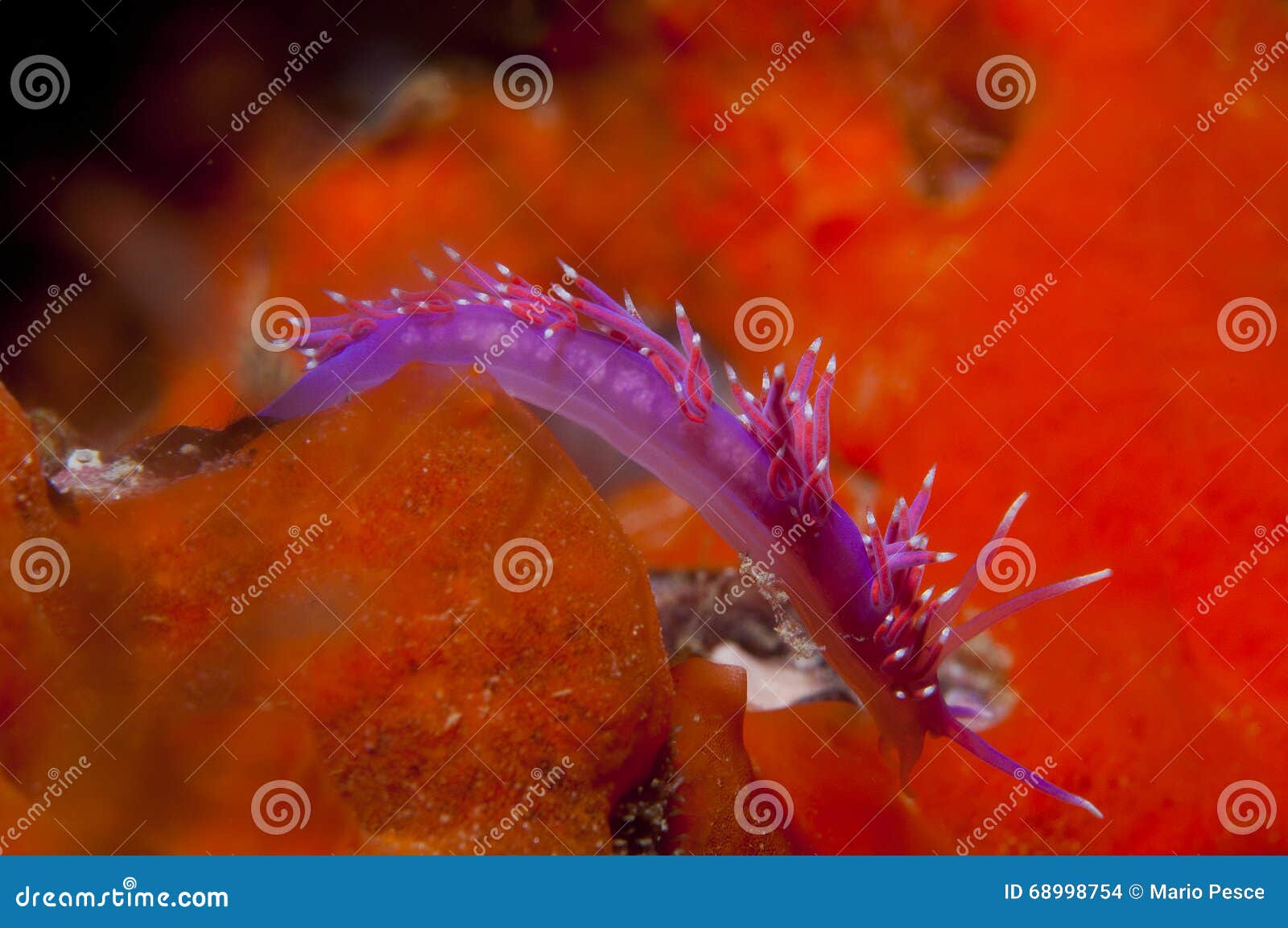 Purple Invertebrate Walking on the Sponge Stock Photo - Image of marine ...