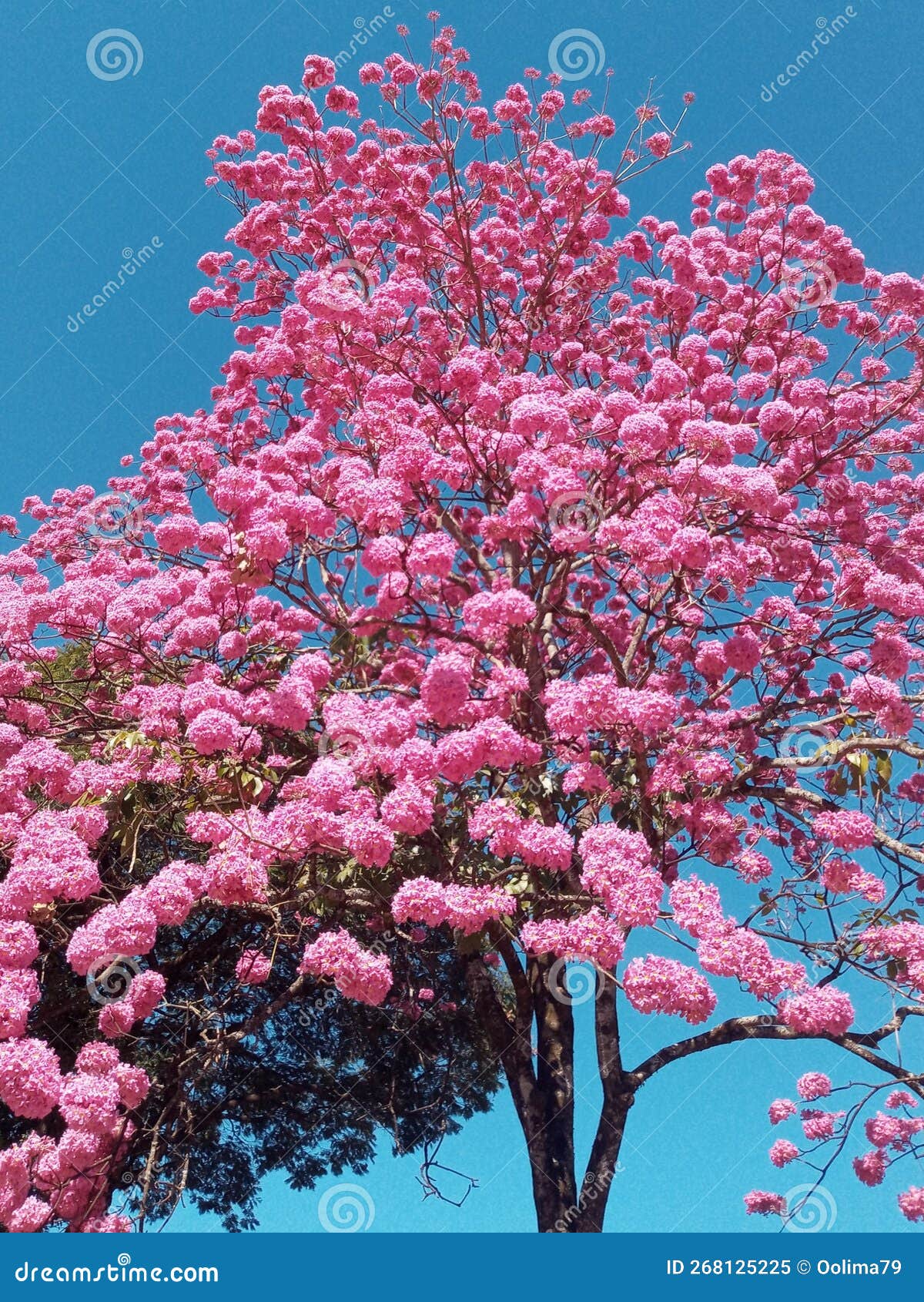 Purple ipe plant stock image. Image of plant, lilac - 268125225