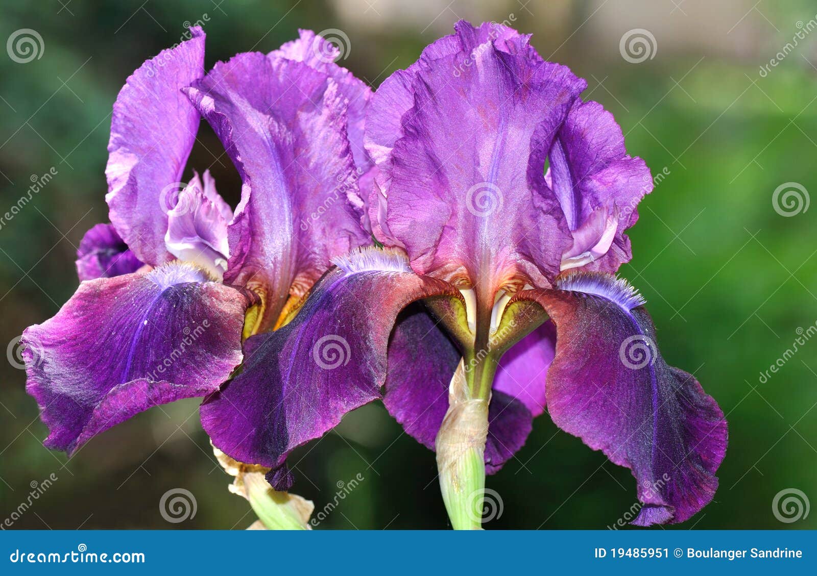 Purple iris stock image. Image of color, mauve, purple - 19485951