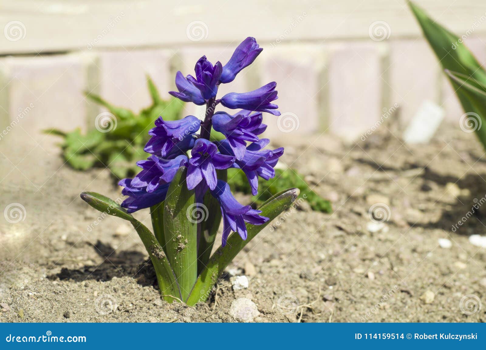 Purple iris bell stock photo. Image of spring, bells - 114159514