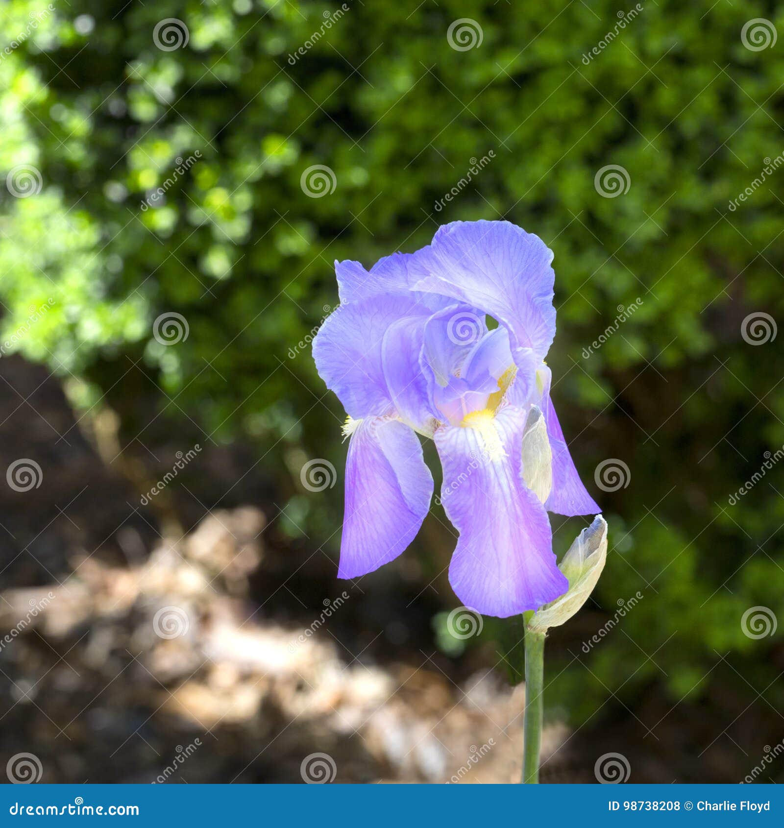Purple Iris Blooms in Spring Stock Photo - Image of green, beautiful ...