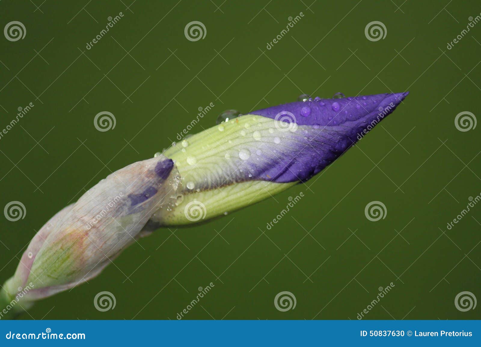 Purple Iris Buds stock photo. Image of droplet, botanical - 50837630