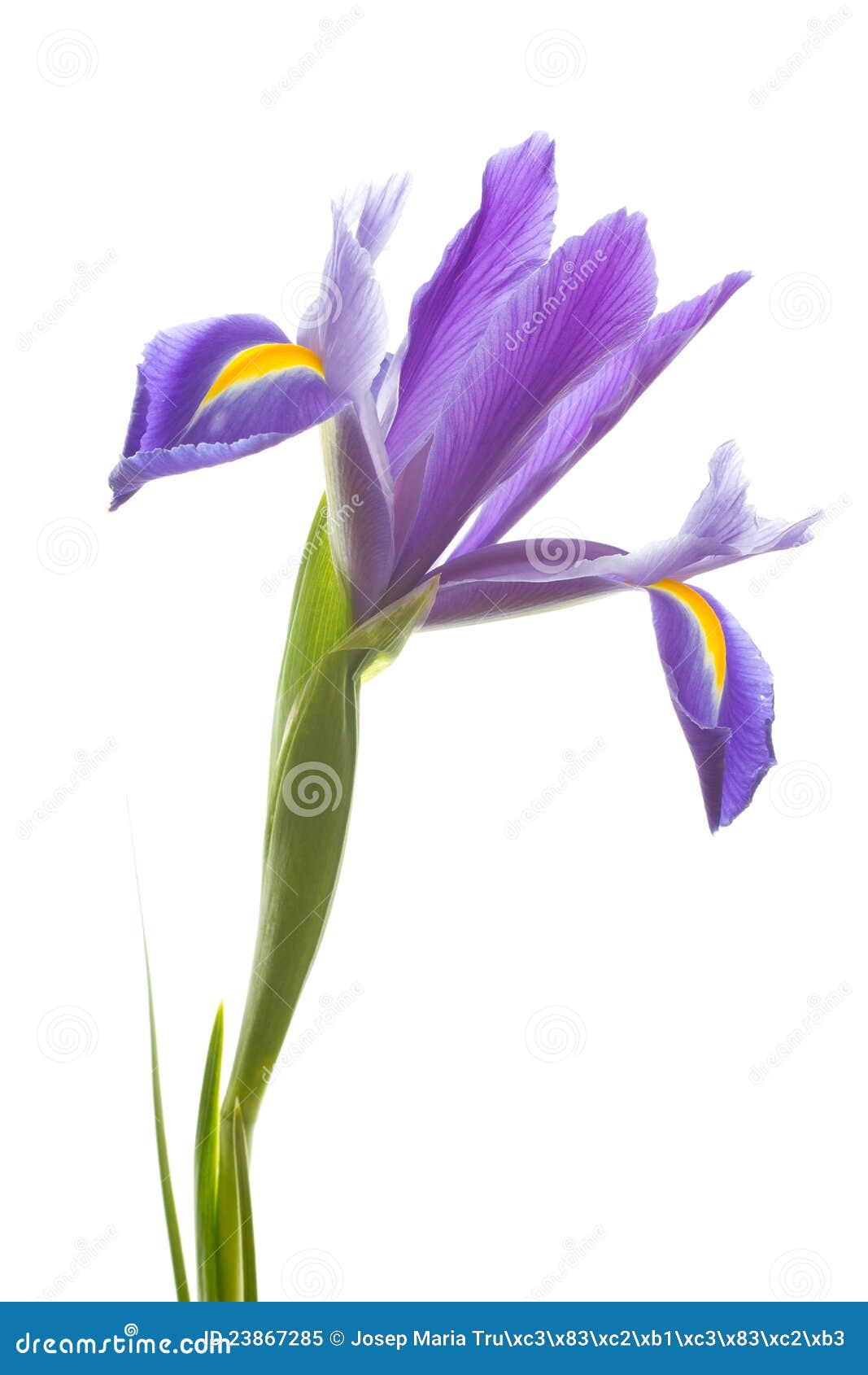 Purple Iris Flower Royalty Free Stock Photo - Image: 23867285